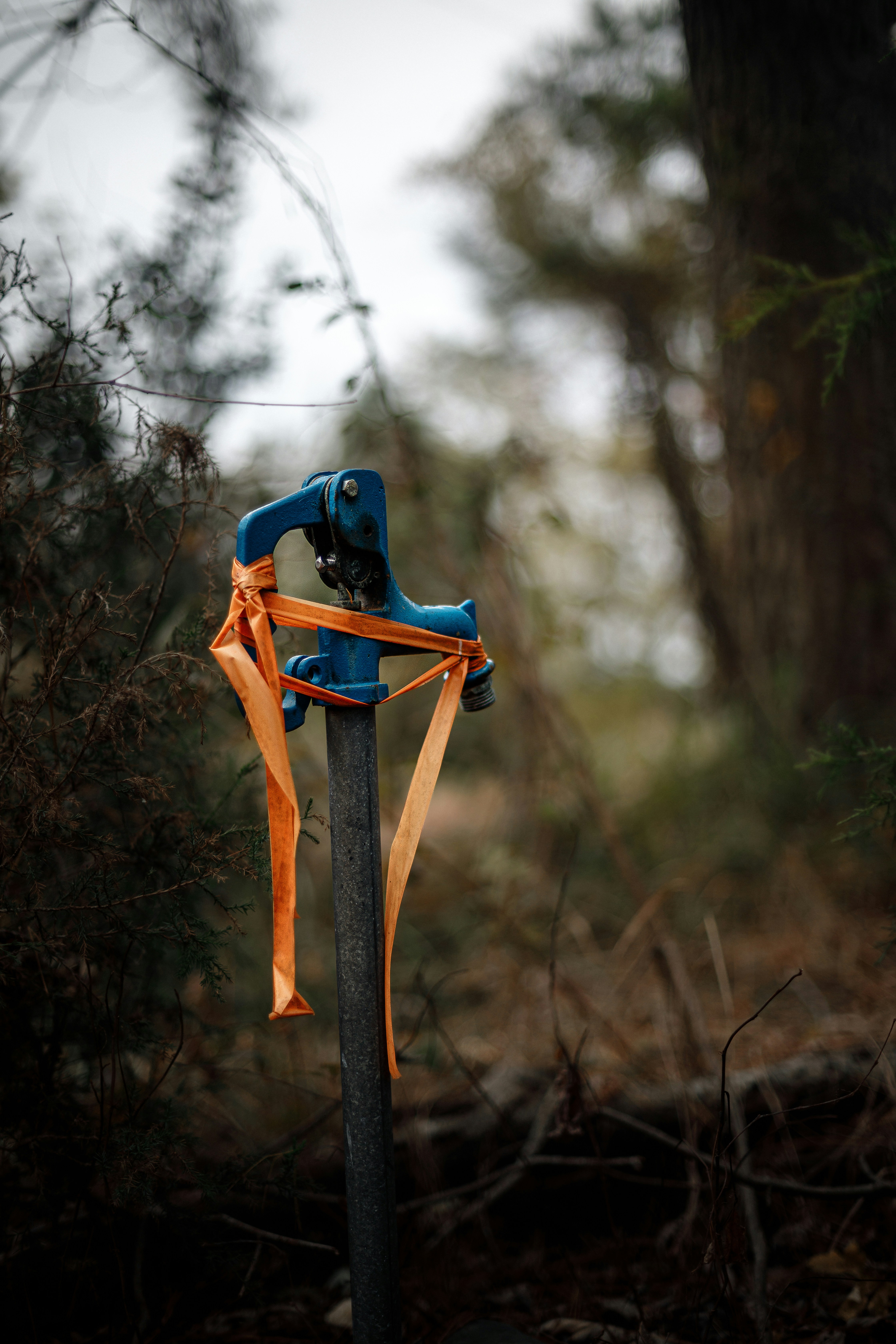Cobalt Valve Bound by Orange Ribbons in a Quiet Woodland Clearing