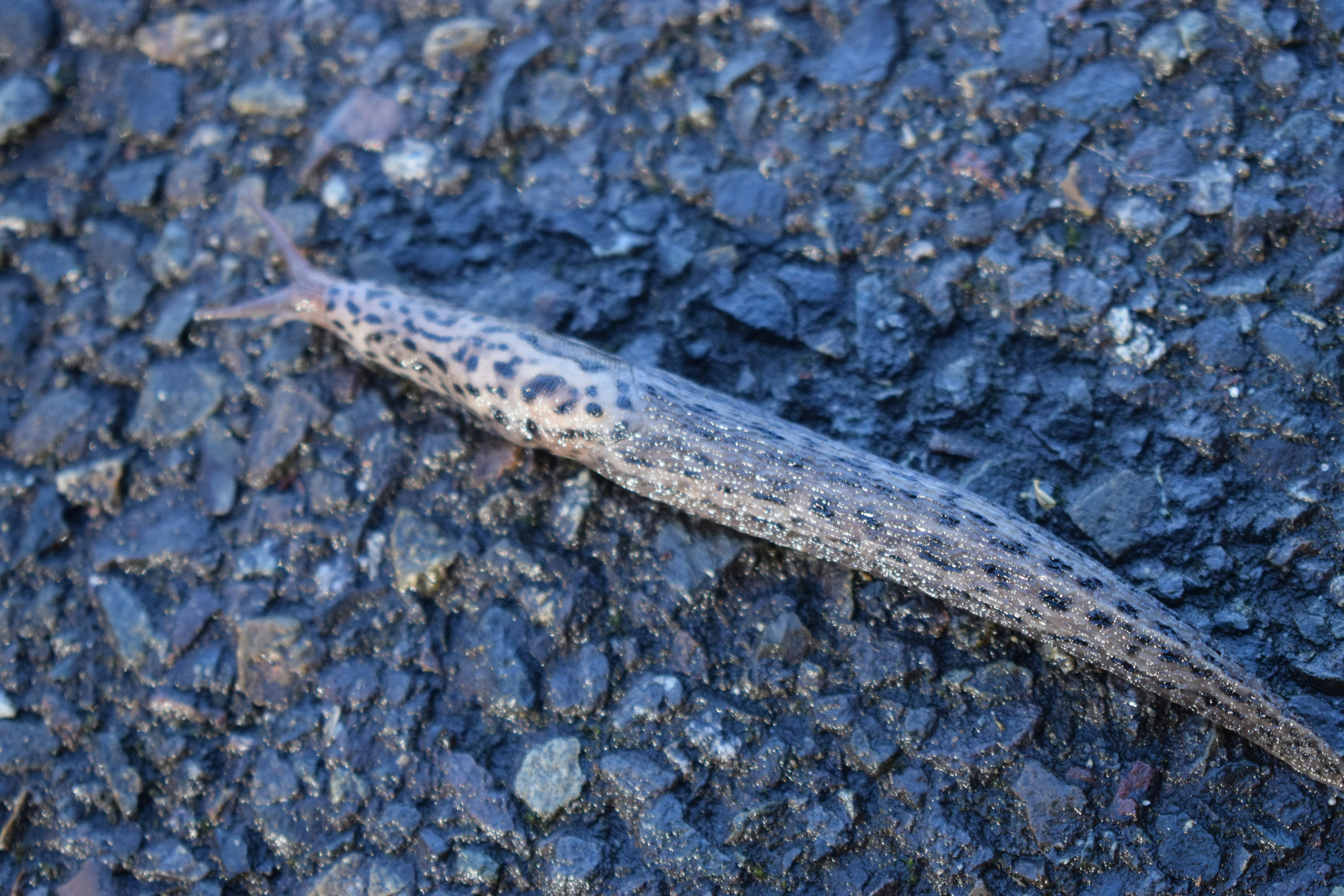 A spotted slug crawls on dark asphalt.
