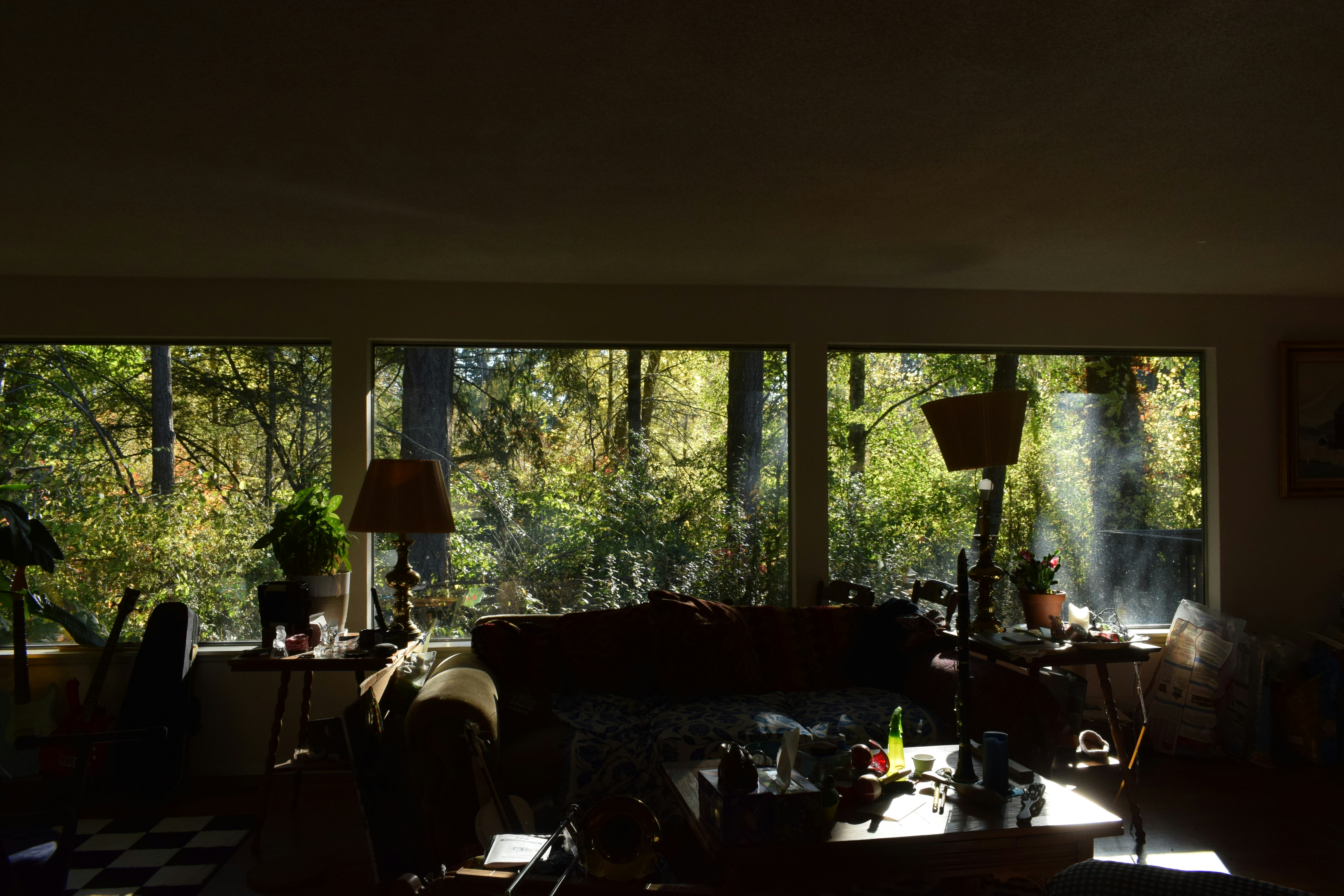 Sunlight streams into a room overlooking trees.