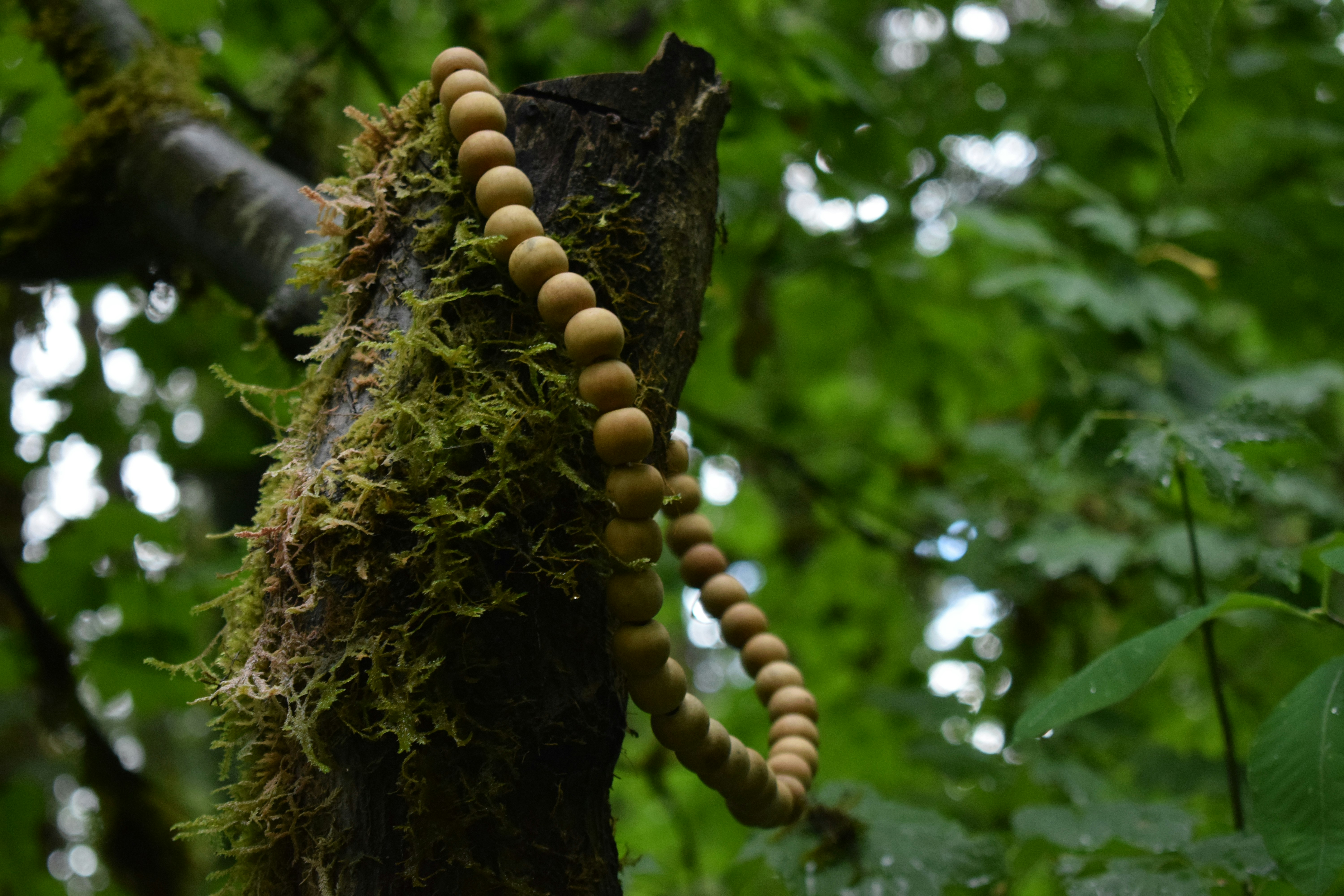 Nature's Embrace: A Meditative Moment