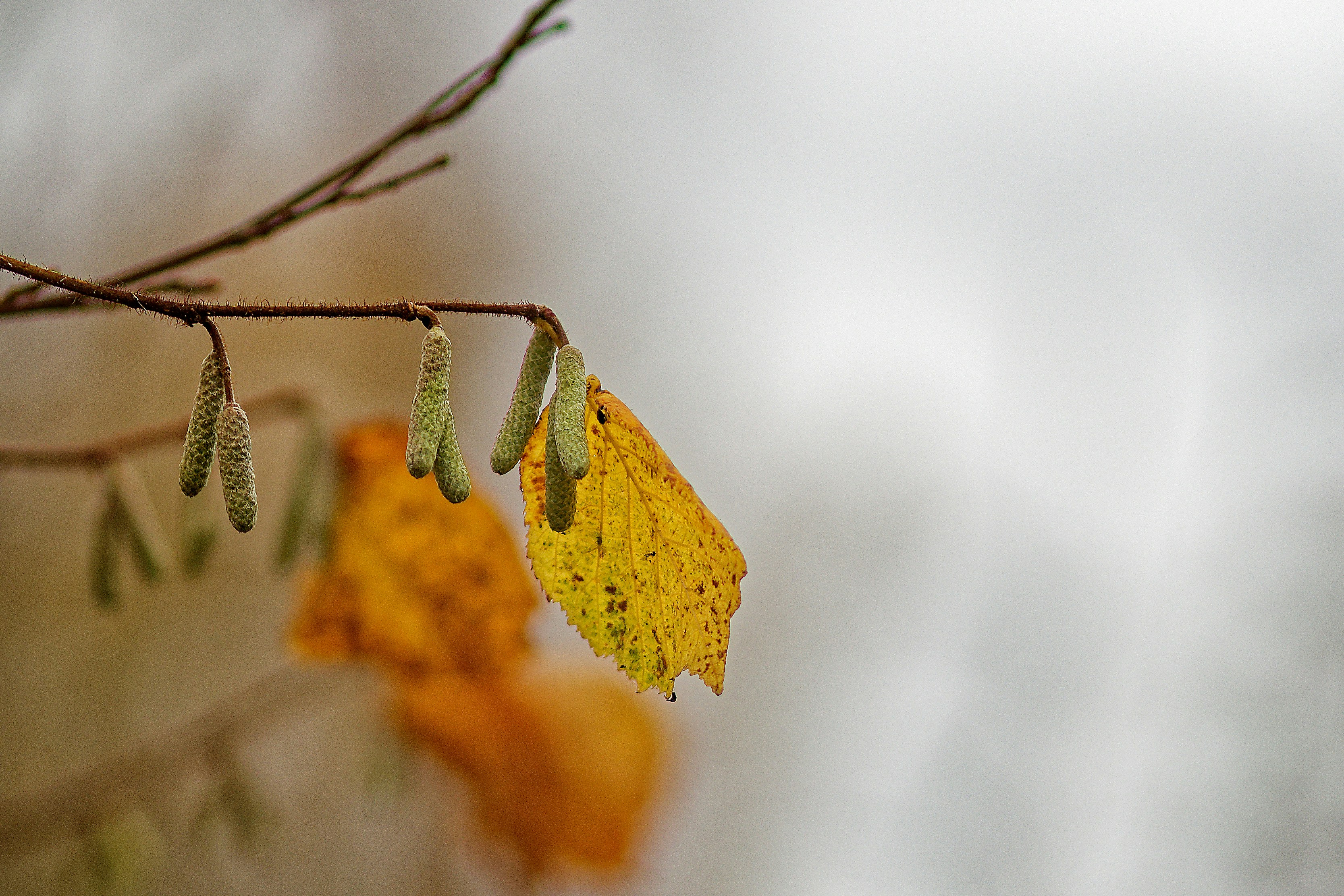 Whispers of Autumn: A Leaf's Tale