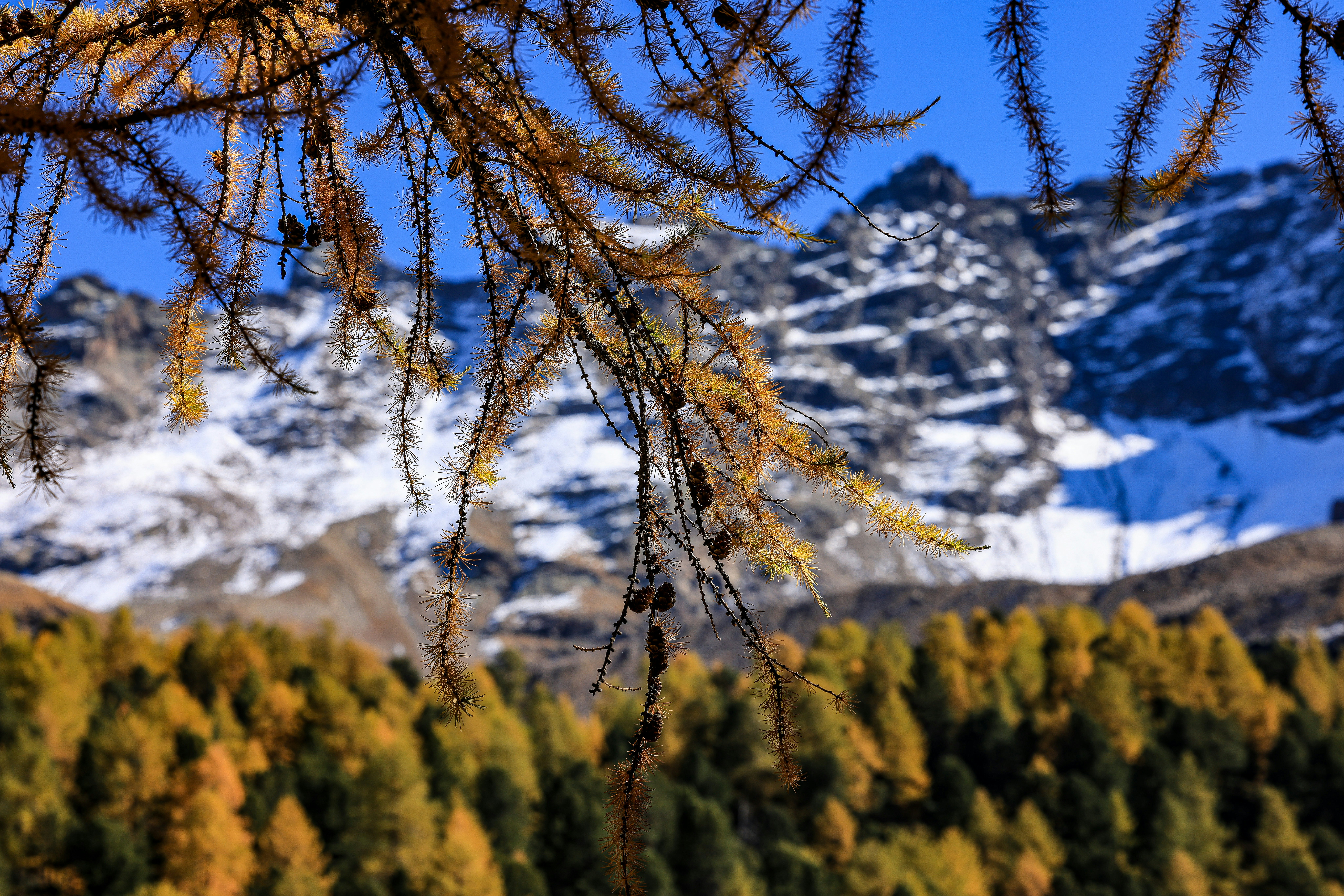 Whispers of Autumn Beneath a Snowy Peak
