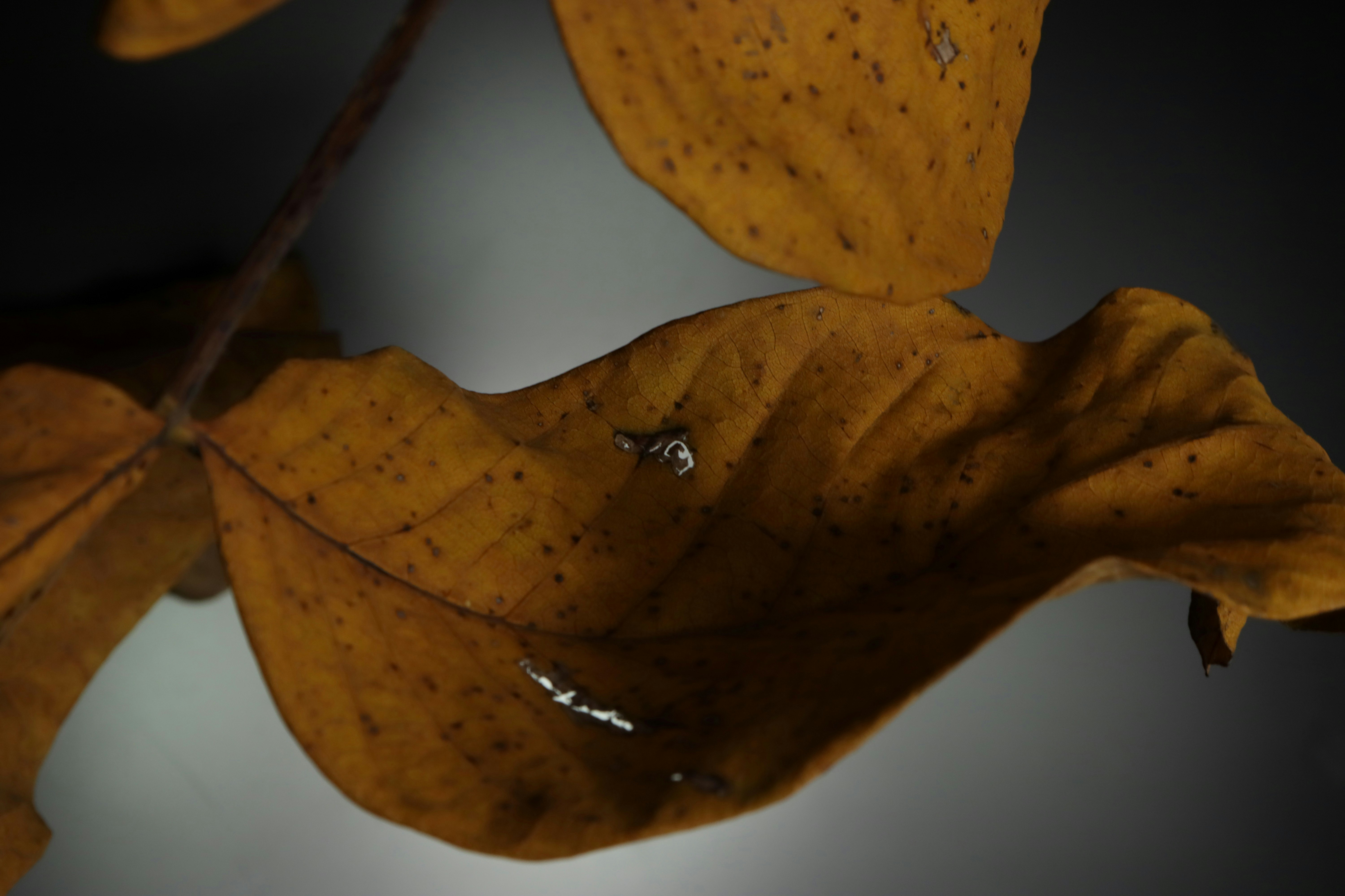 Autumn Leaf at the Edge of Silence