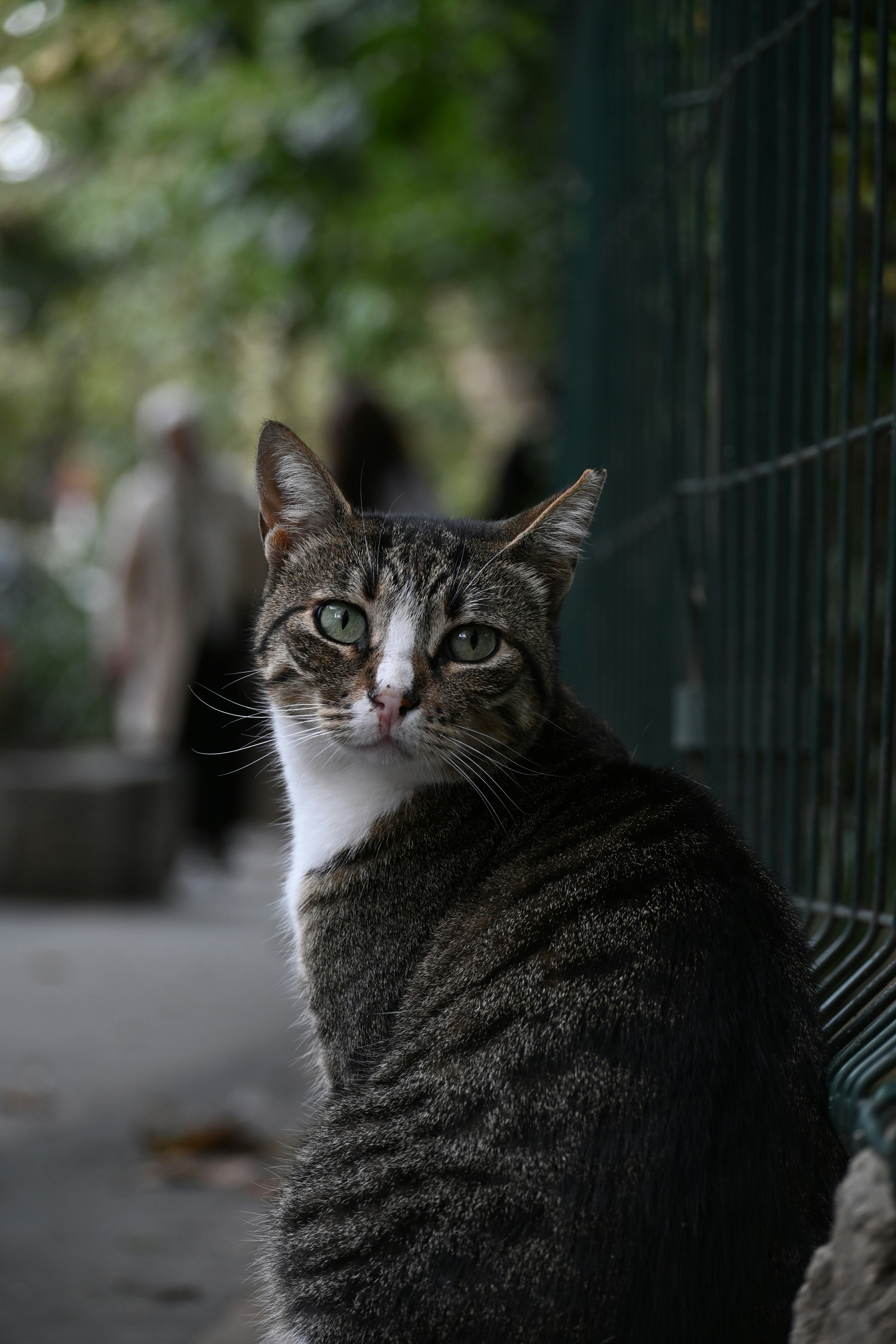 Whiskered Watcher in Urban Serenity