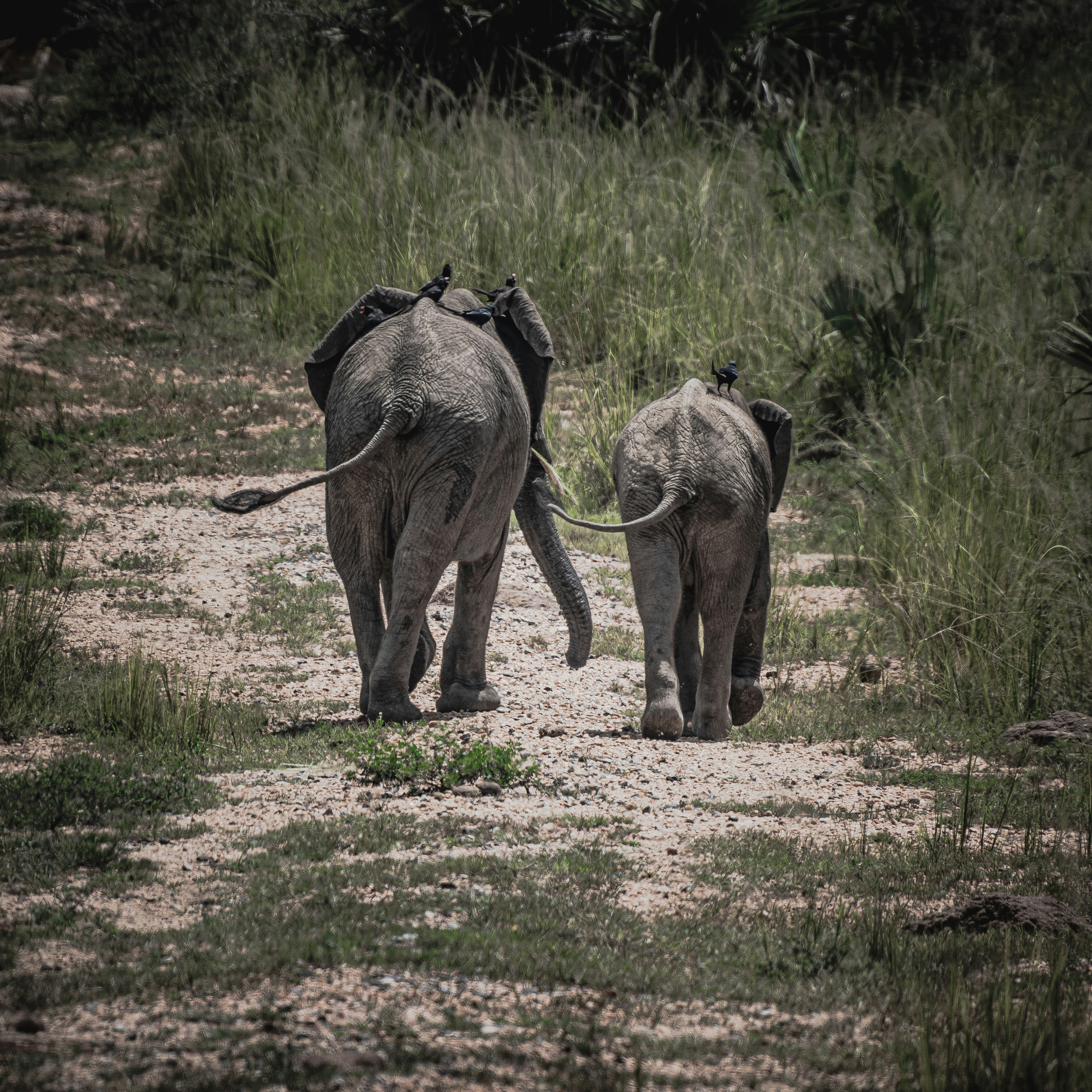 Mother and baby elephant with tails swinging in unison | Two elephants walking away on a dirt path.