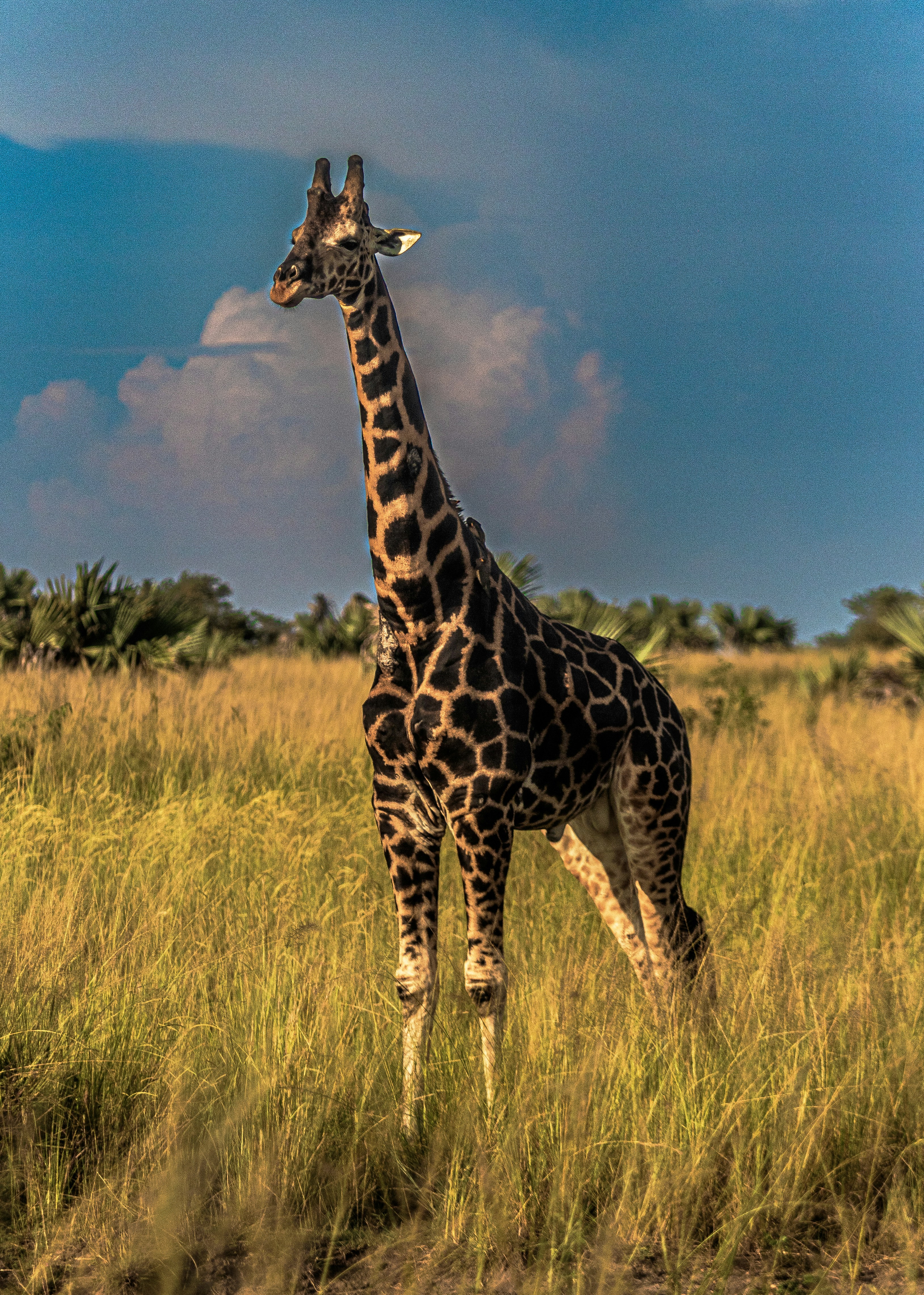 Giraffe in Uganda | A giraffe stands tall in a grassy savanna.