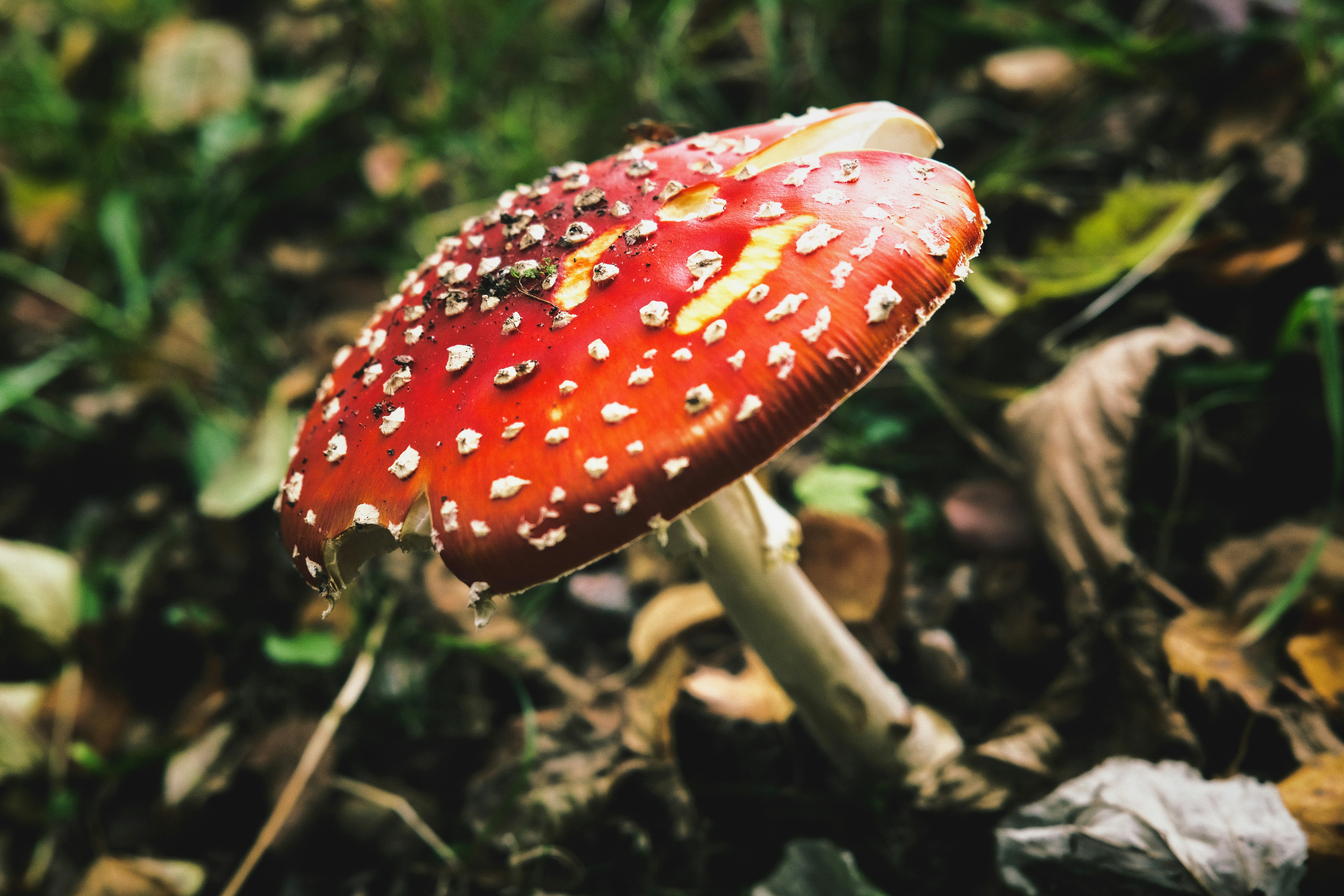 Closeup of a red fly agaric, with green grass and autumn leaves around it.