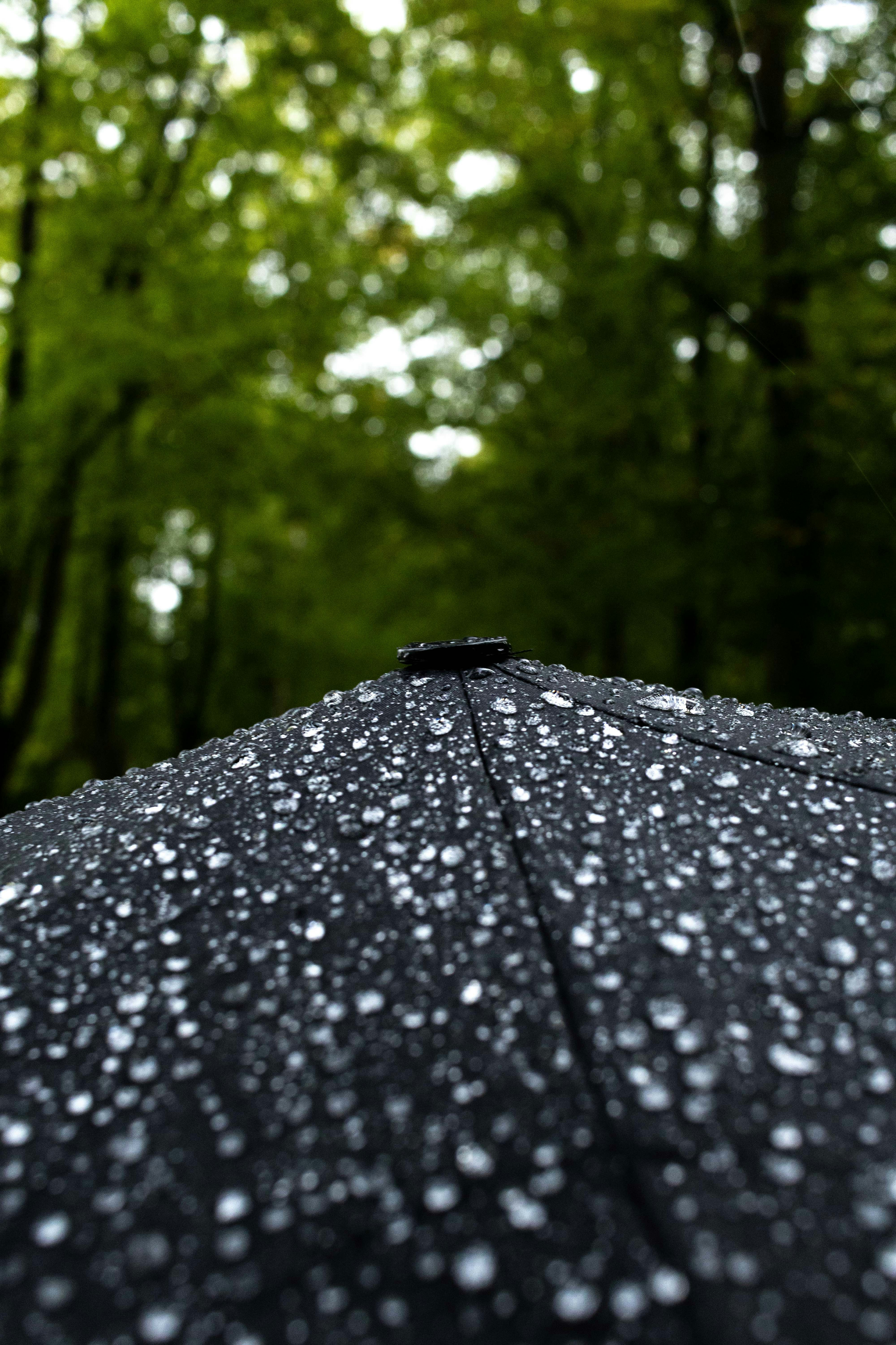 Raindrops on the Canopy of Solitude