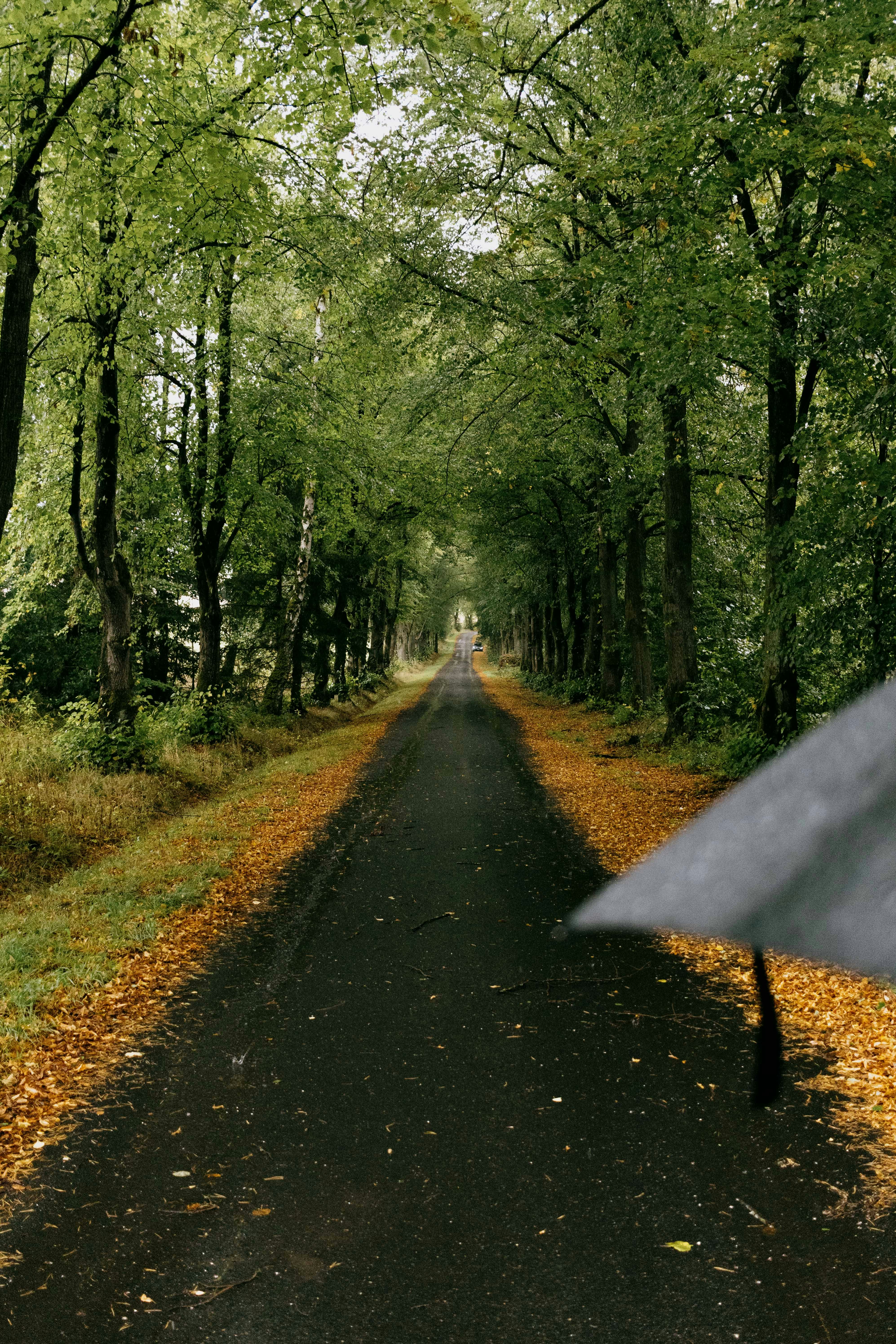 A path through a forest with autumn leaves