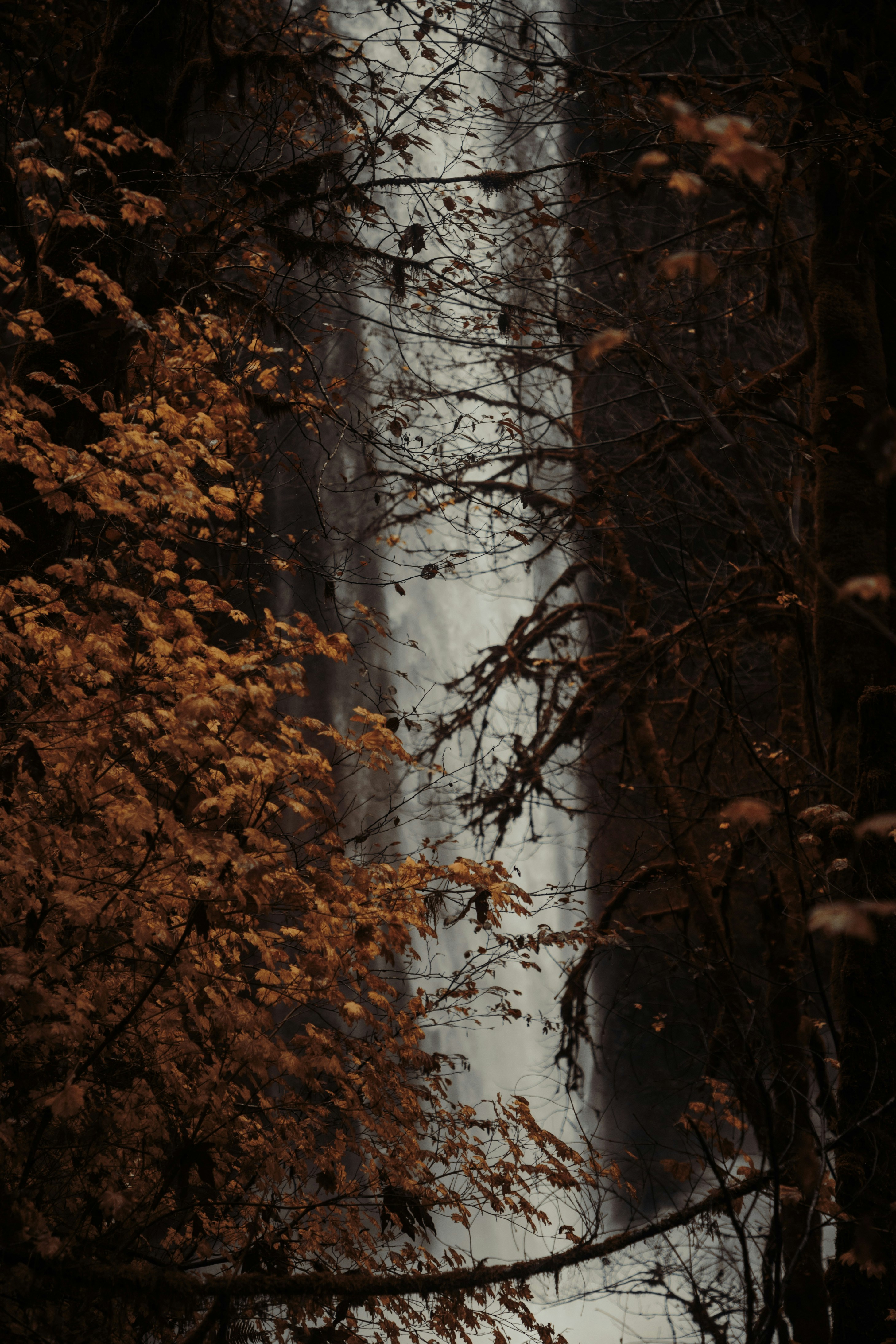 A serene waterfall flows softly through a forest adorned with golden autumn leaves, creating a tranquil scene of nature's beauty.