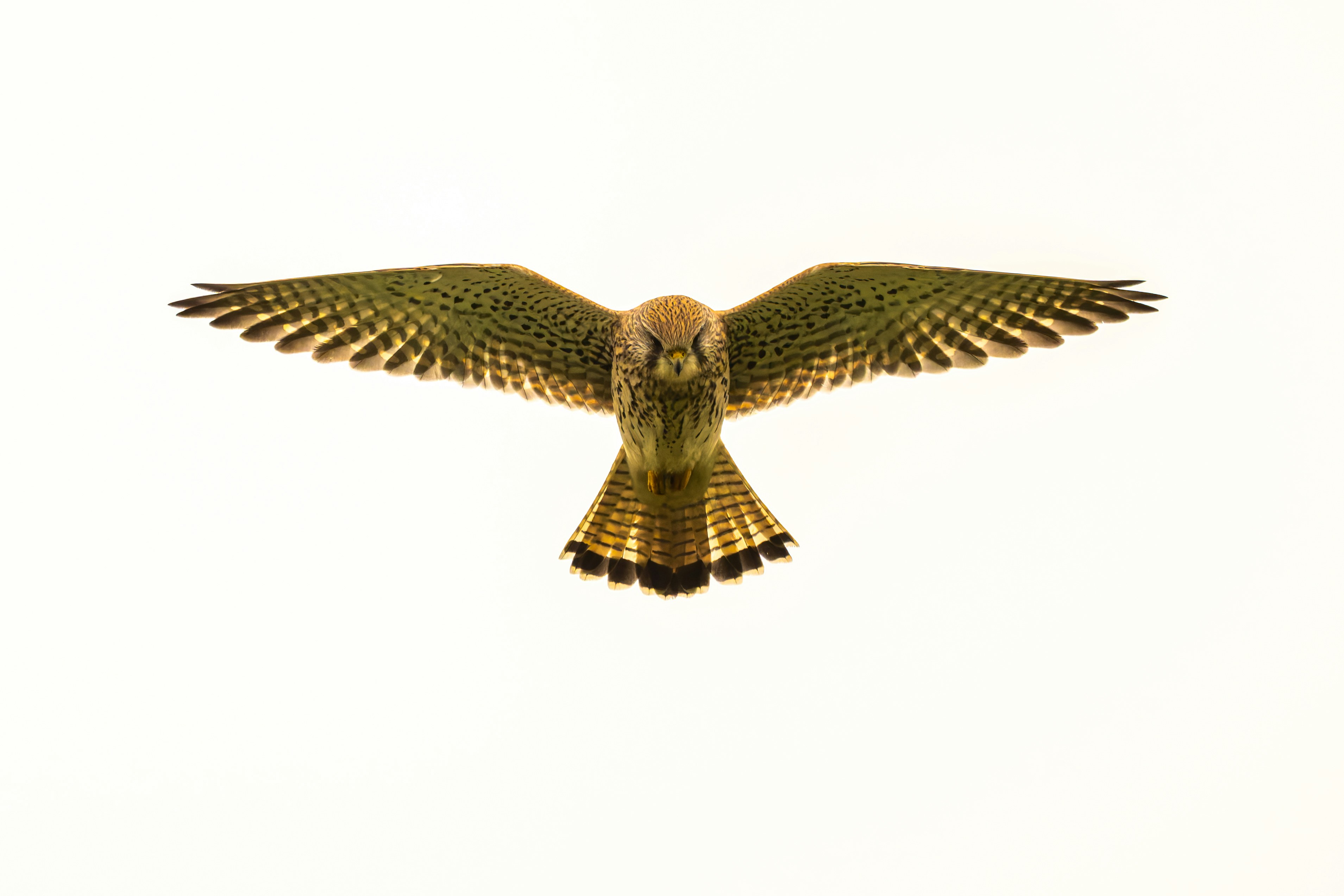A falcon gliding gracefully with wings outstretched against a pale background, showcasing its keen focus and agility.