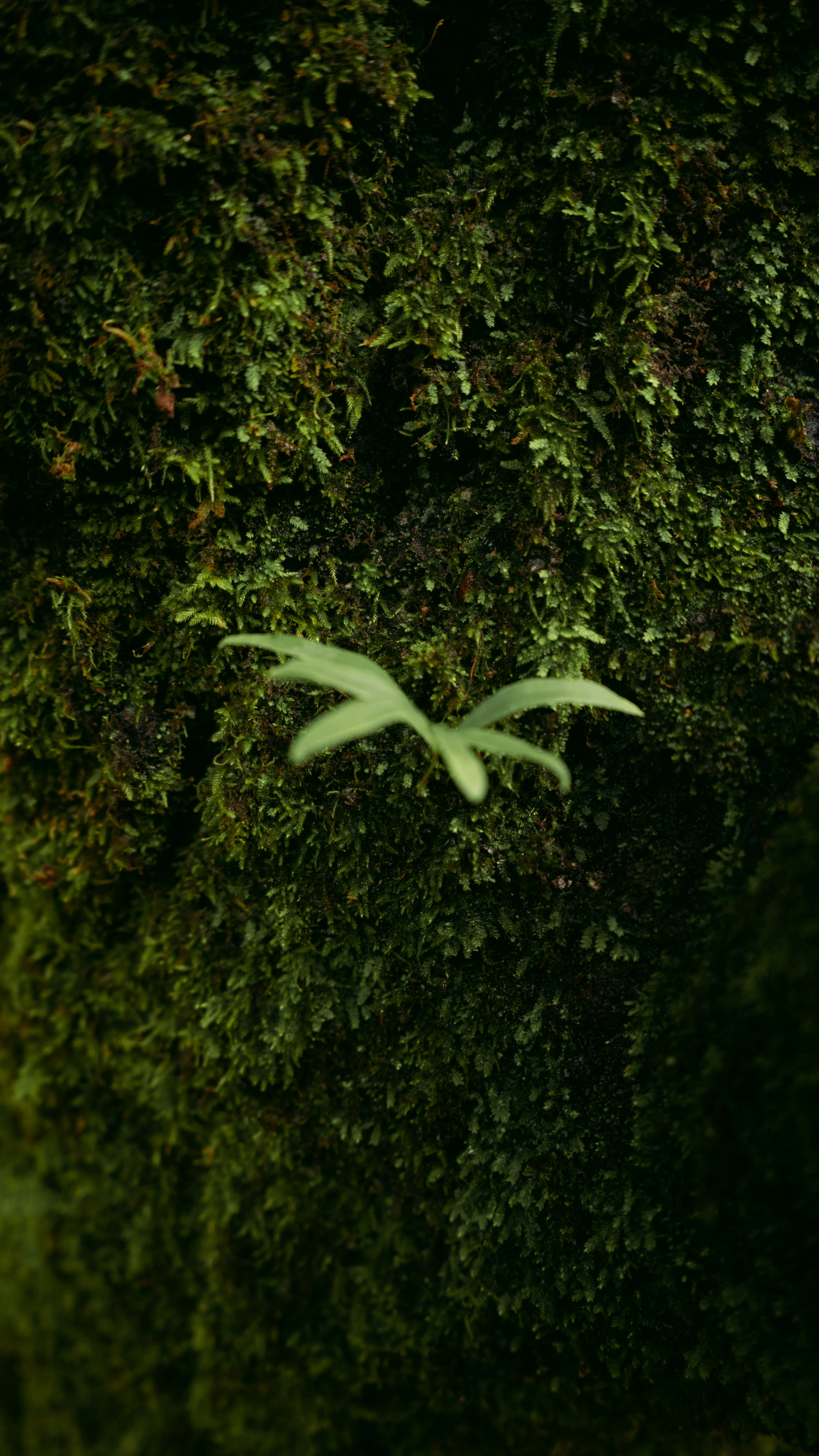Emerging Life Amidst the Green