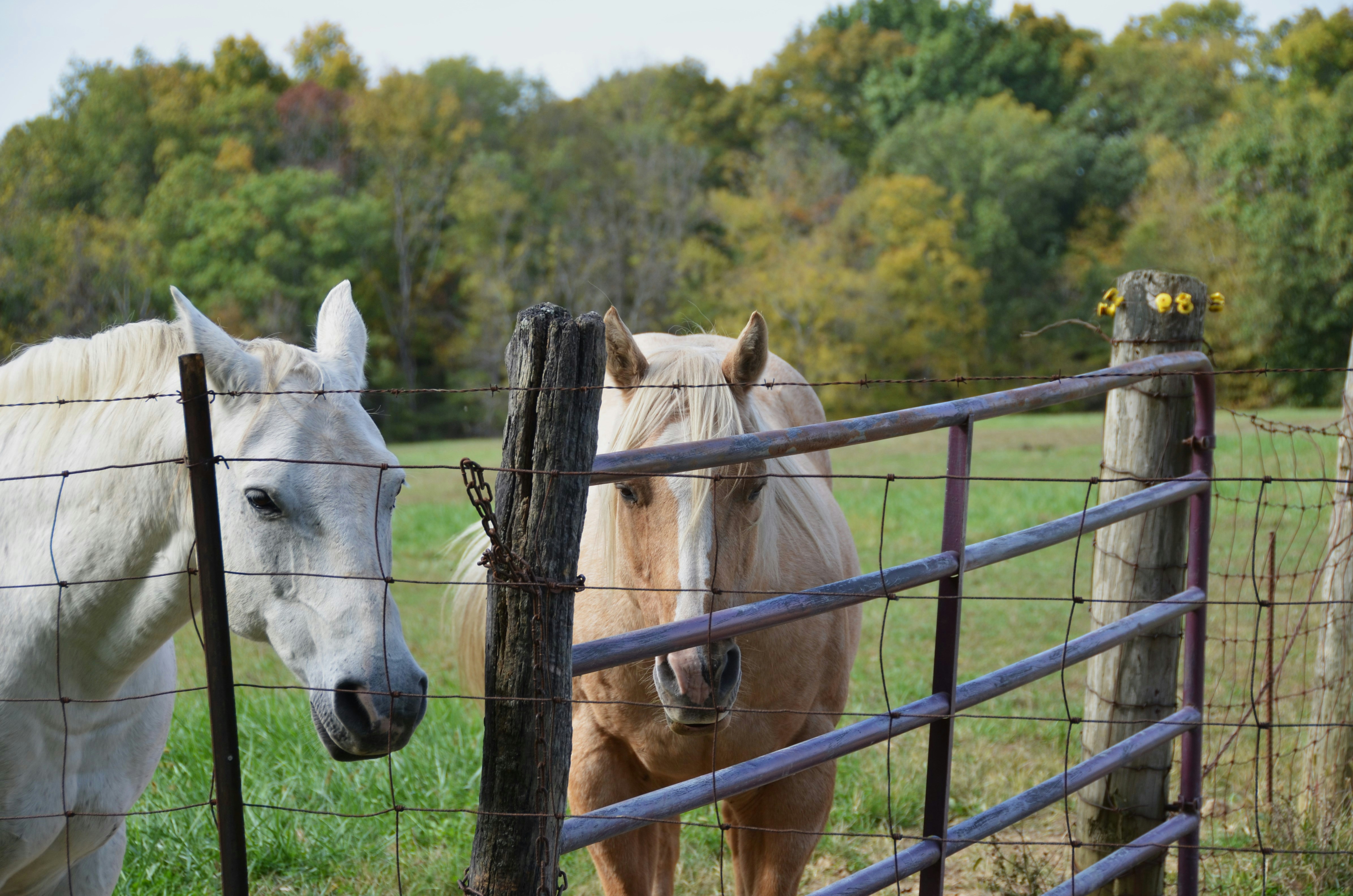 Equine Companions at the Fence