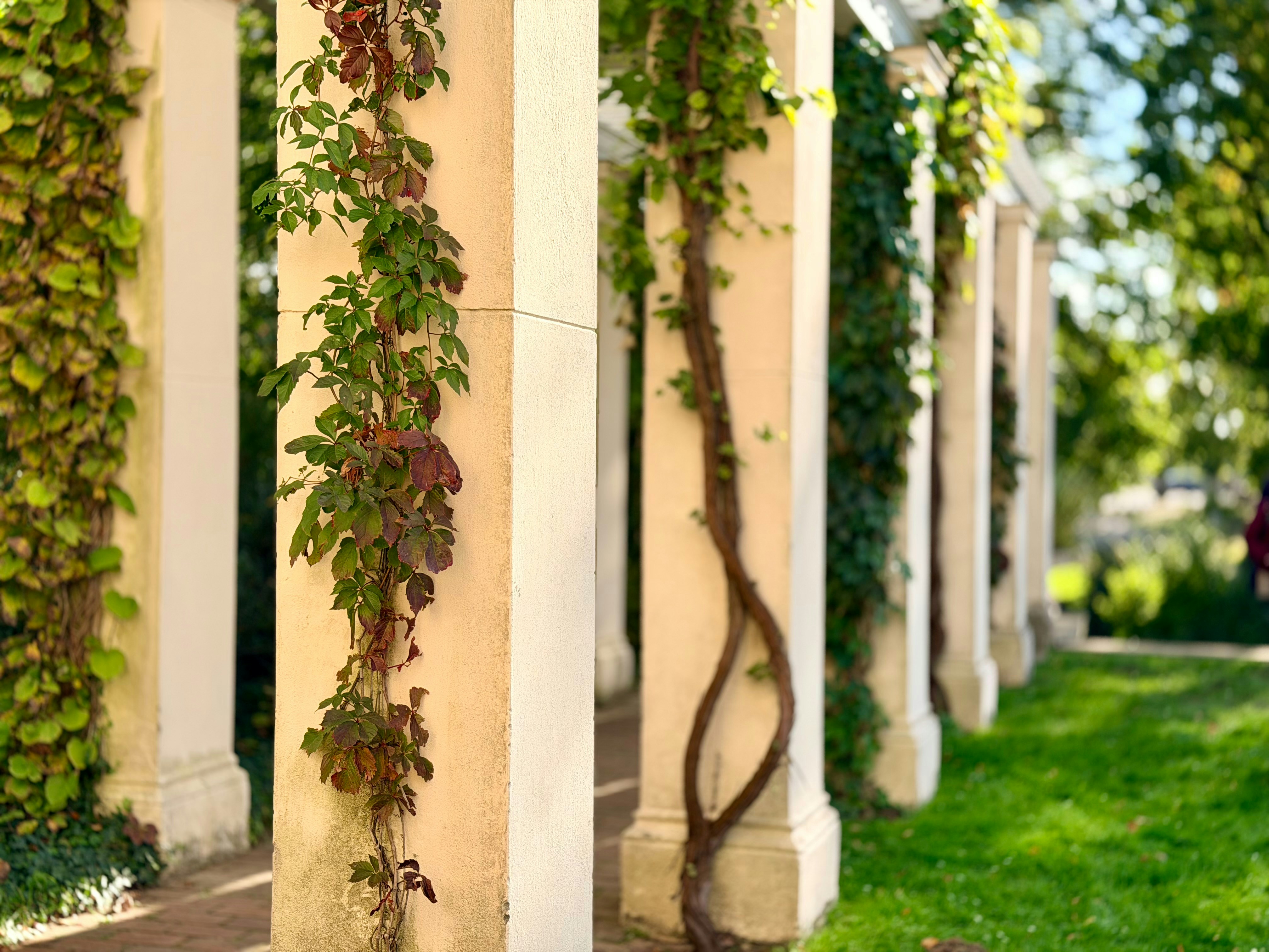 Nature's Embrace: A Dance of Vines and Columns
