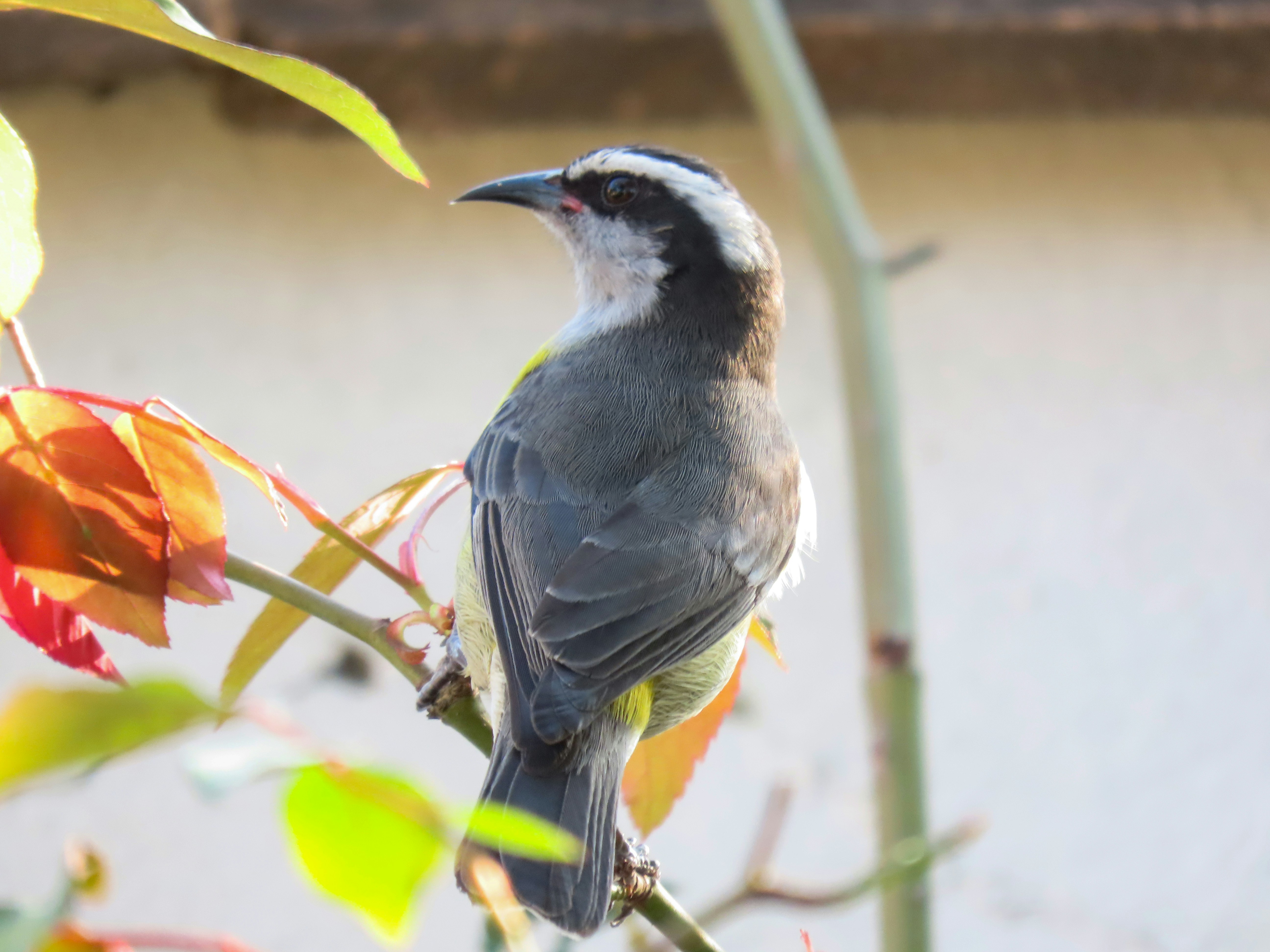 Cambacica/Bananaquit (Coereba flaveola) | A bird perched on a branch with colorful leaves.