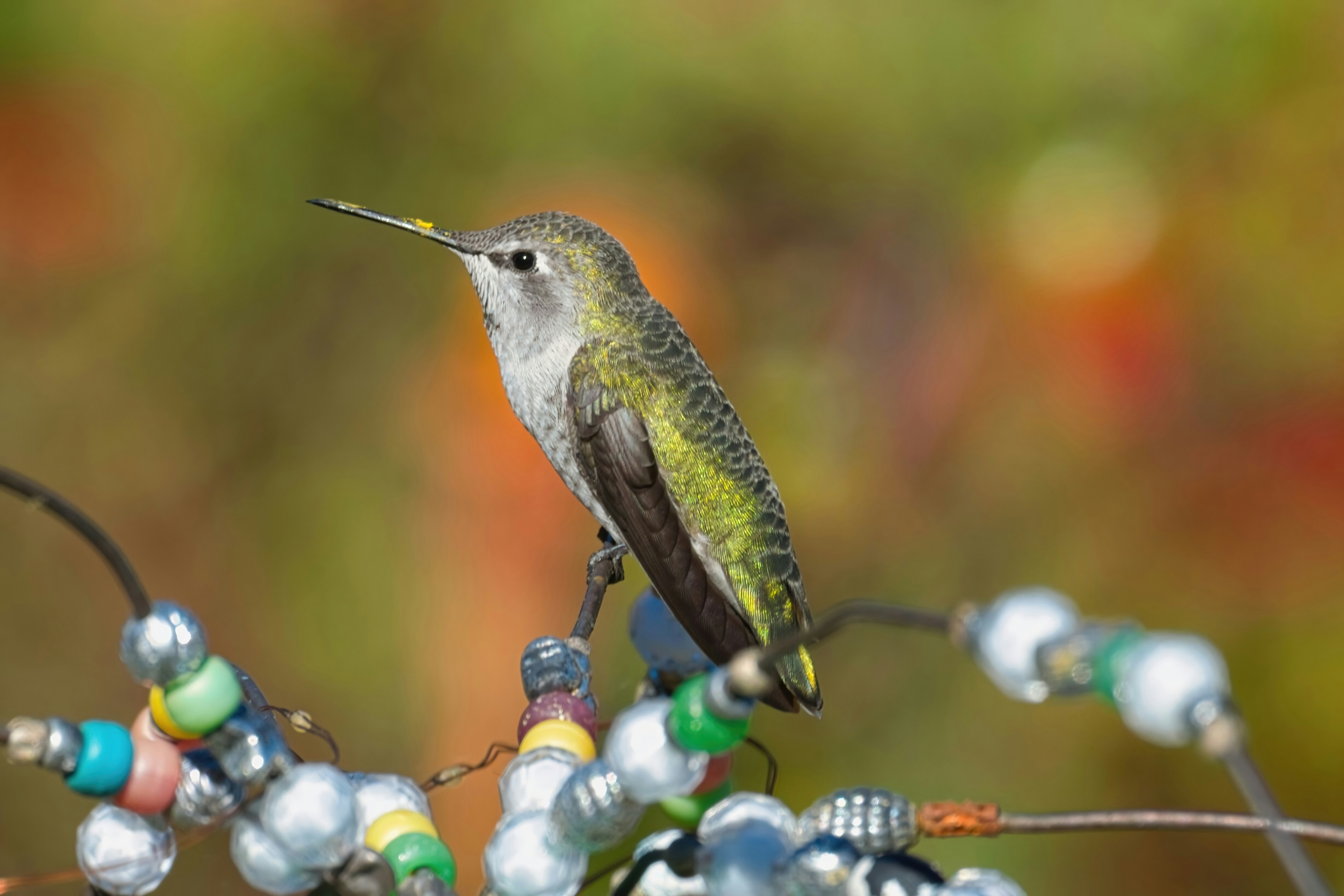 Nature's Jewel Amidst Festive Lights