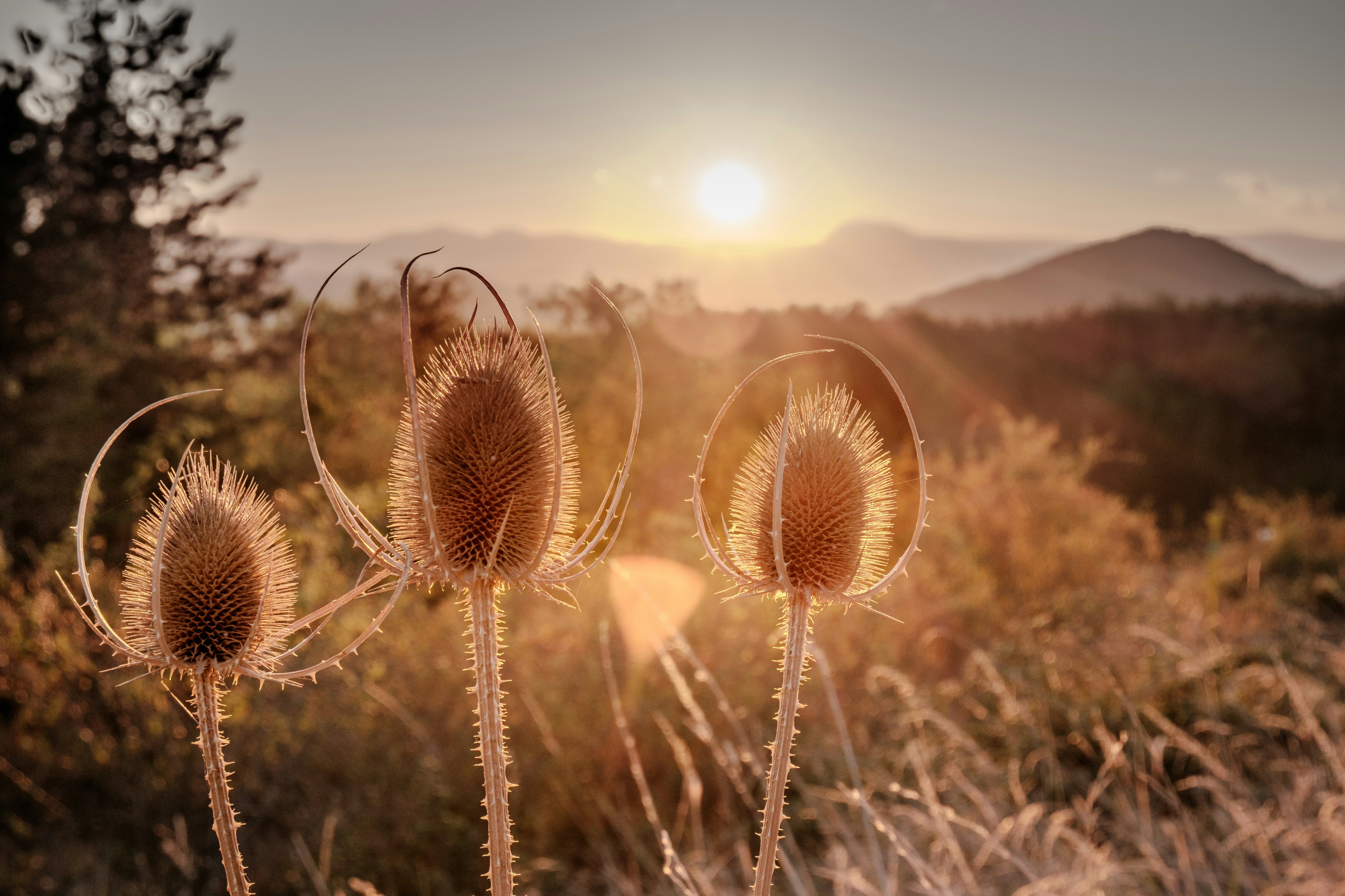Thistle Silhouettes at Dawn's Embrace