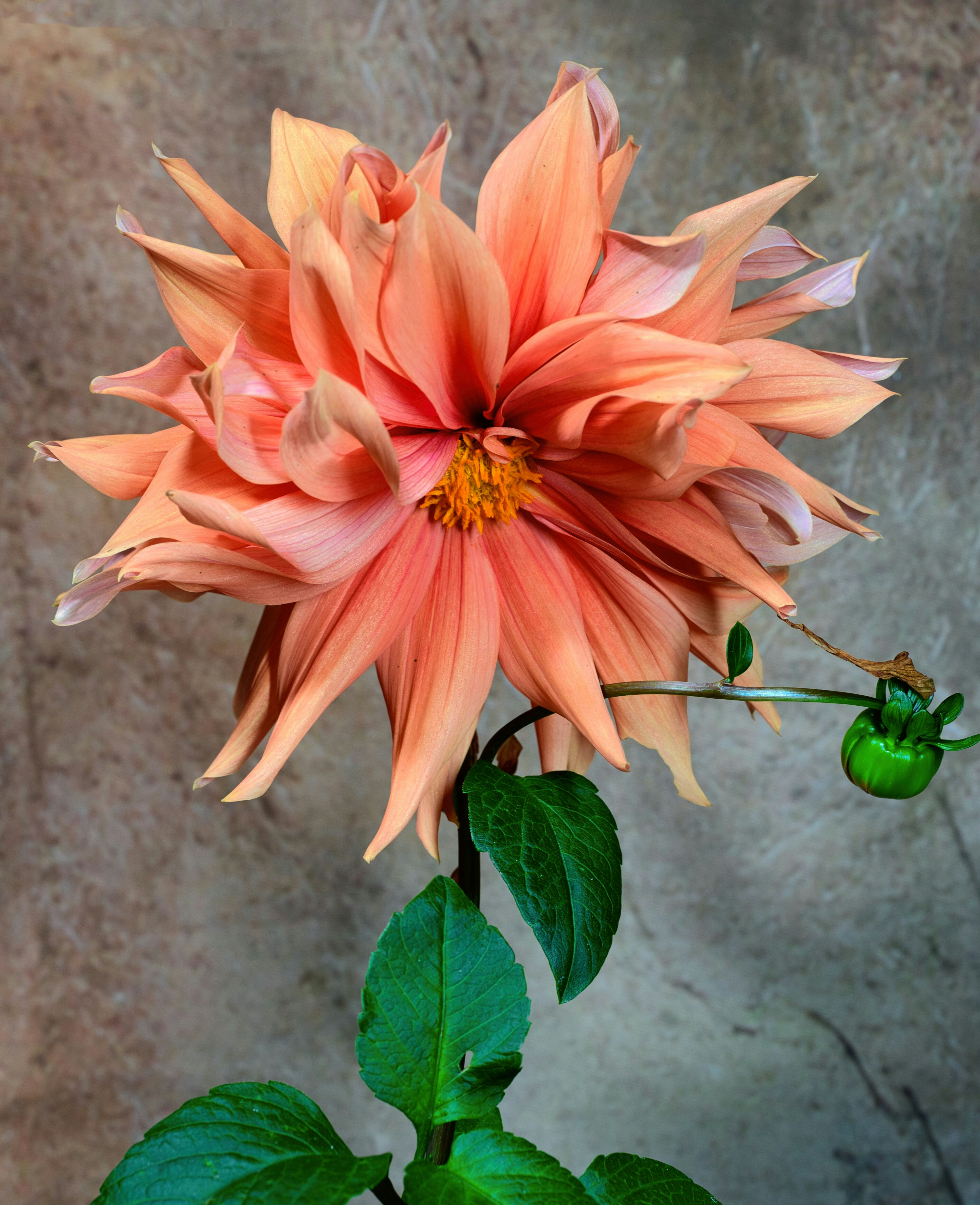 Whispers of Nature: The Coral Blossom