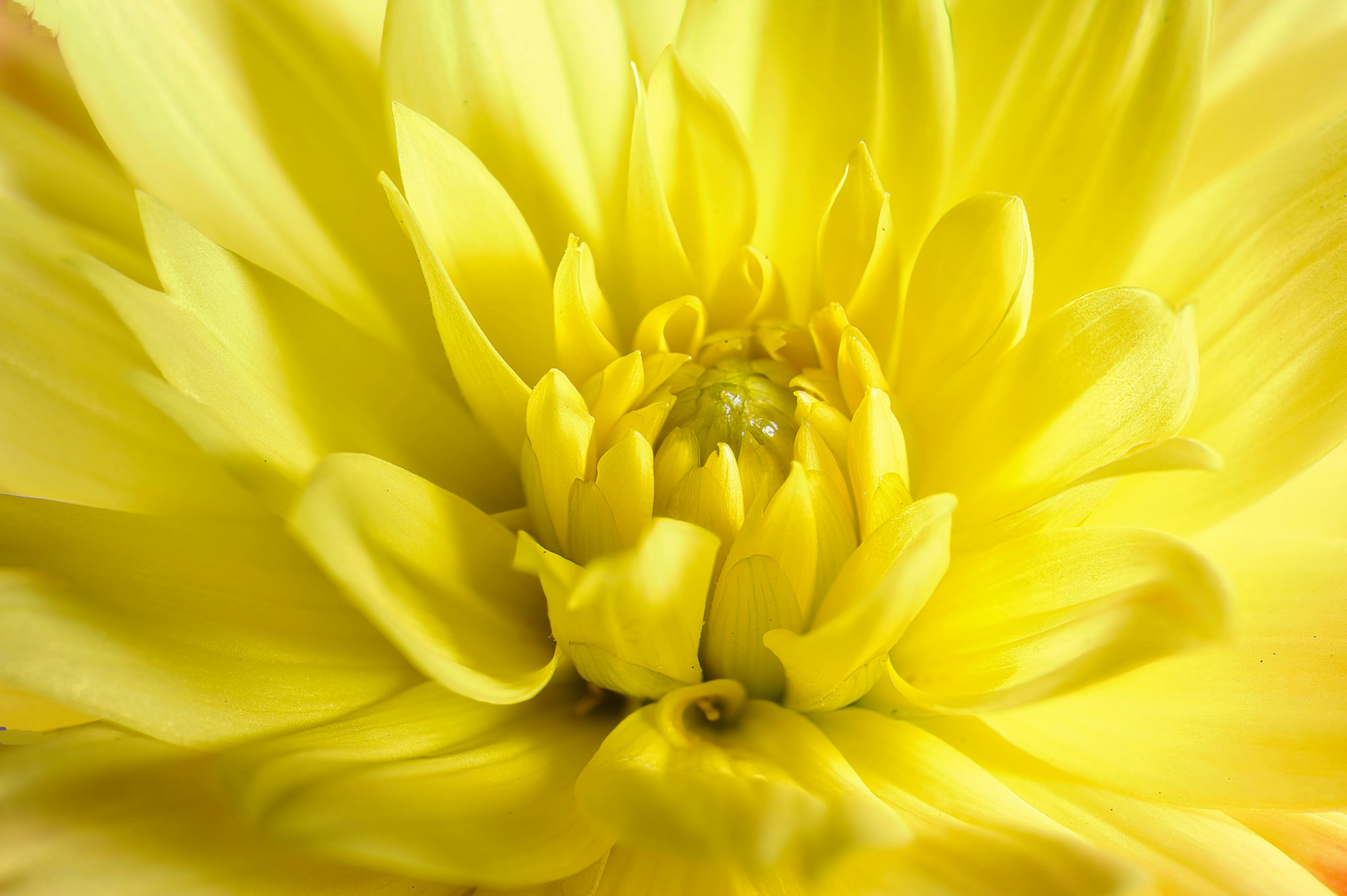Yellow dahlia | Close-up of a vibrant yellow dahlia flower.