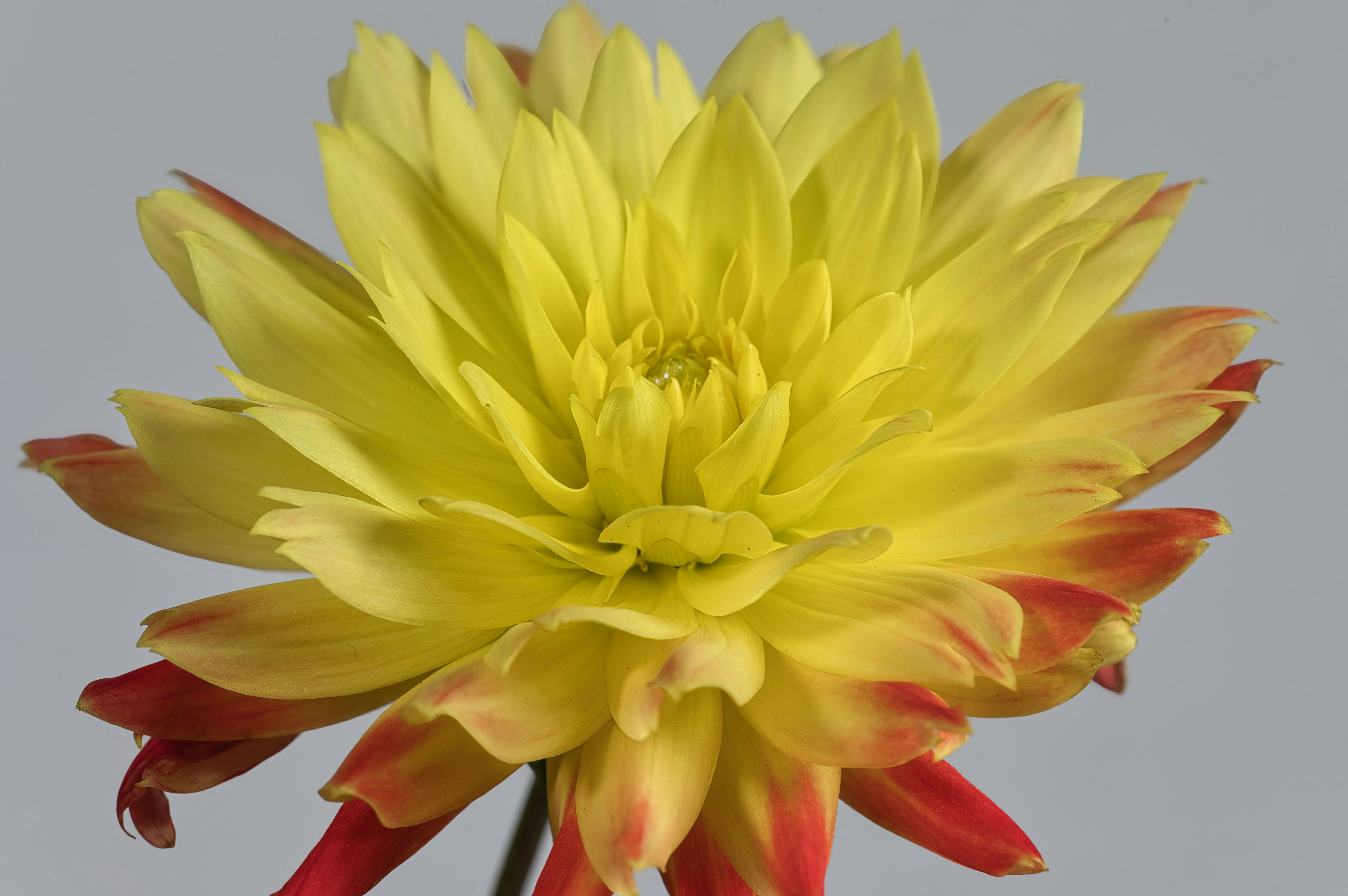 Vibrant yellow flower with red-tipped petals, showcasing intricate layers and delicate textures against a neutral background.