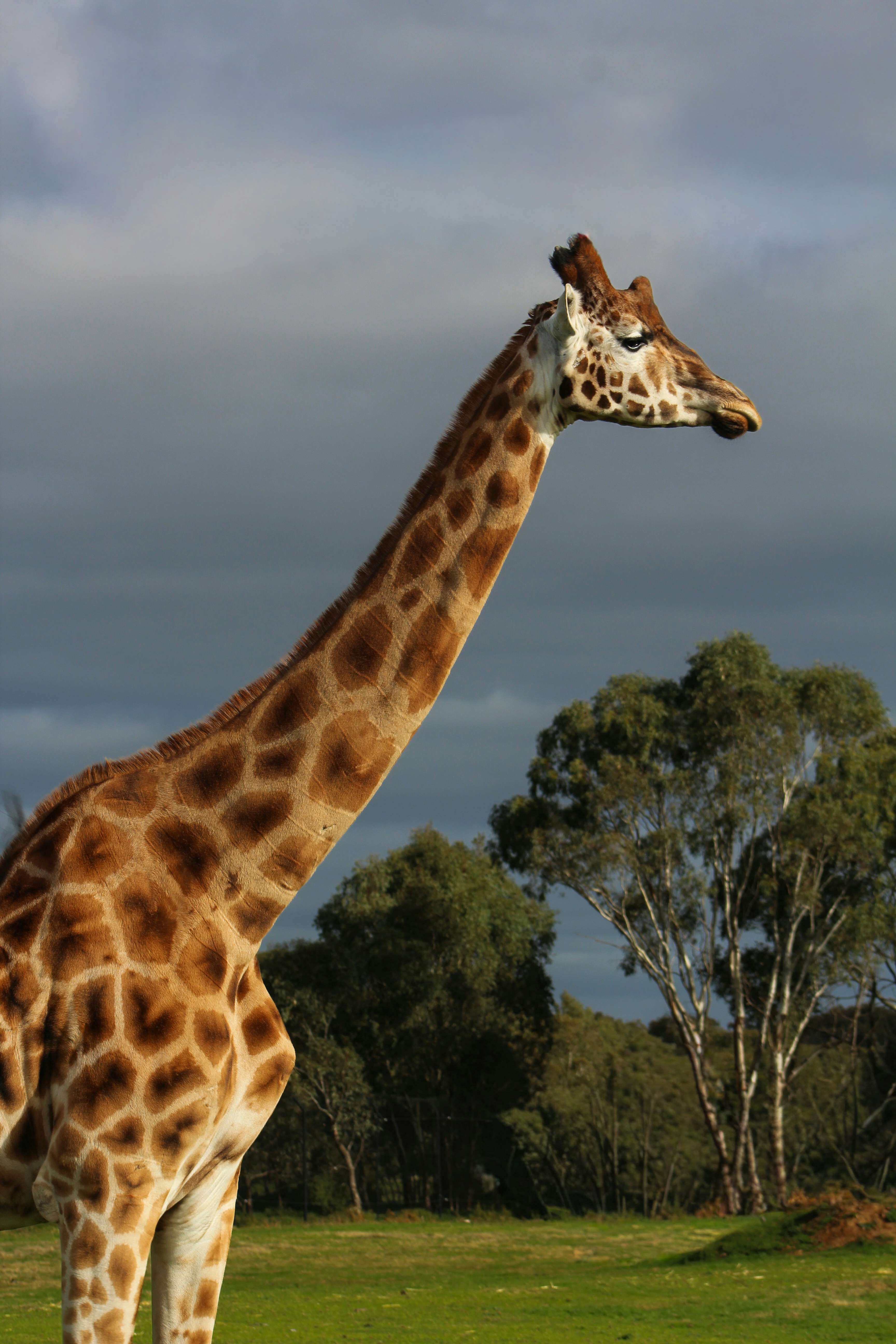 A giraffe stands in a grassy field with trees.