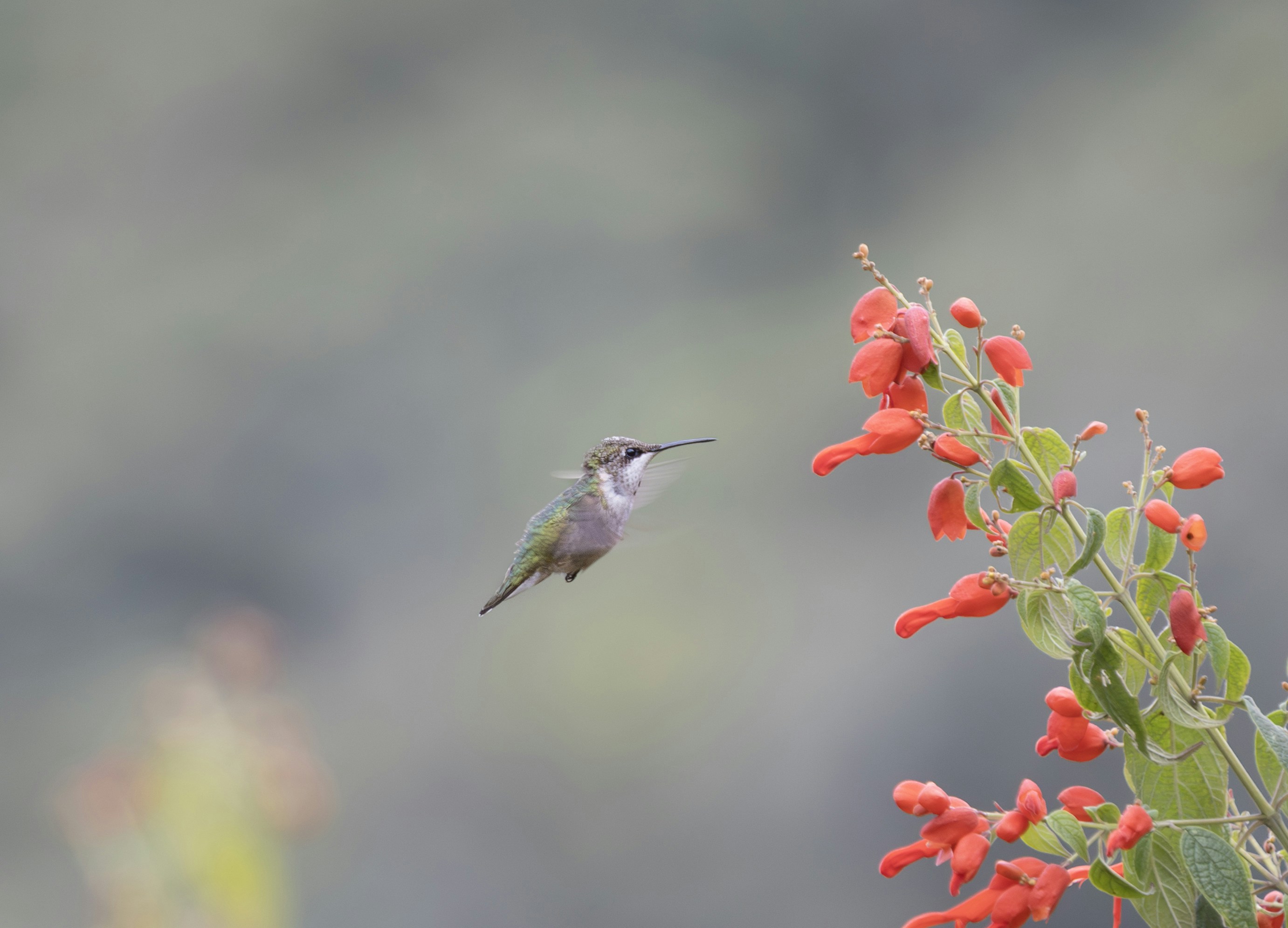 A Dance Among Blossoms: The Hummingbird's Quest