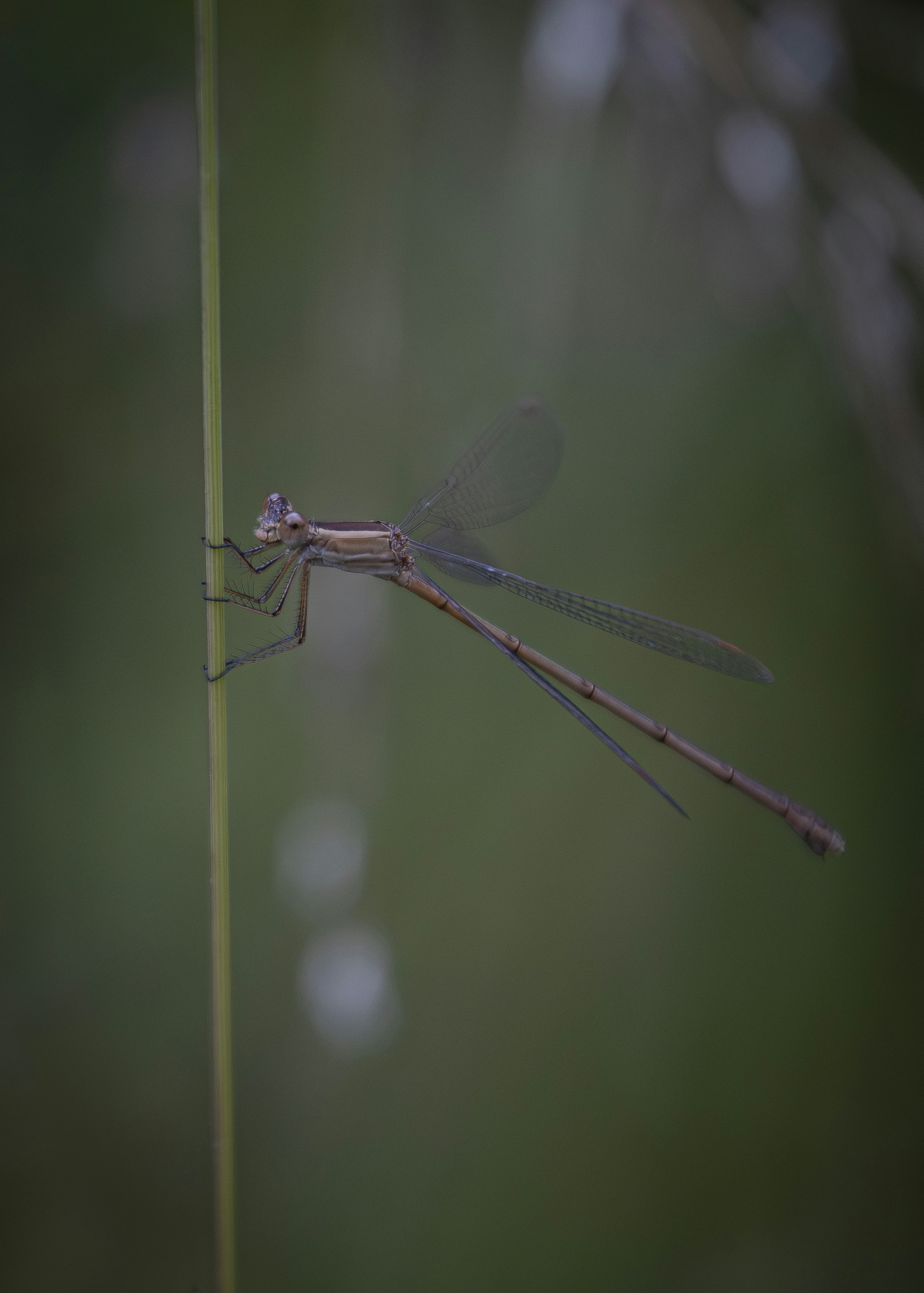 A damselfly clings to a thin green stem.