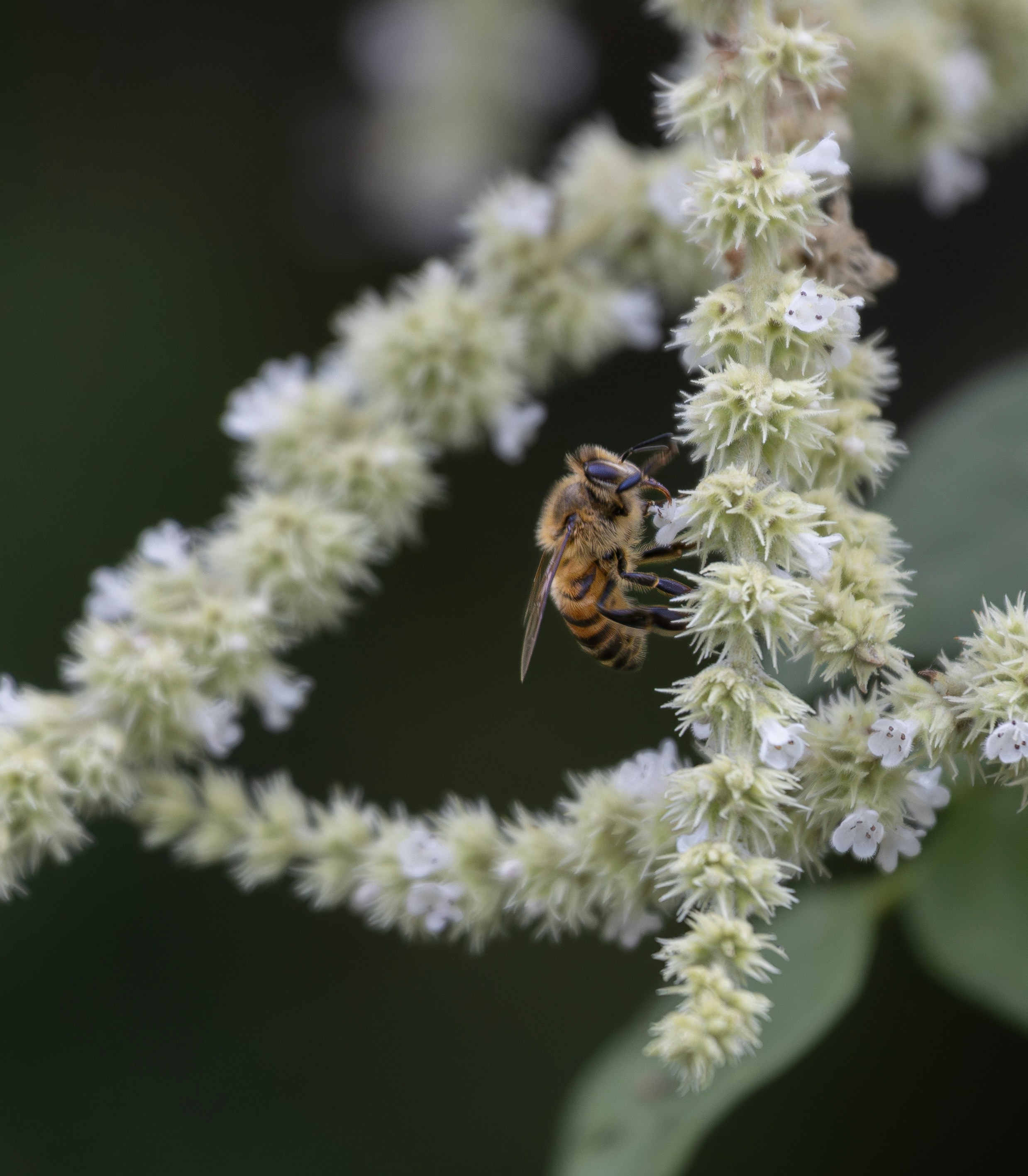 A bee collects nectar from a white flower.