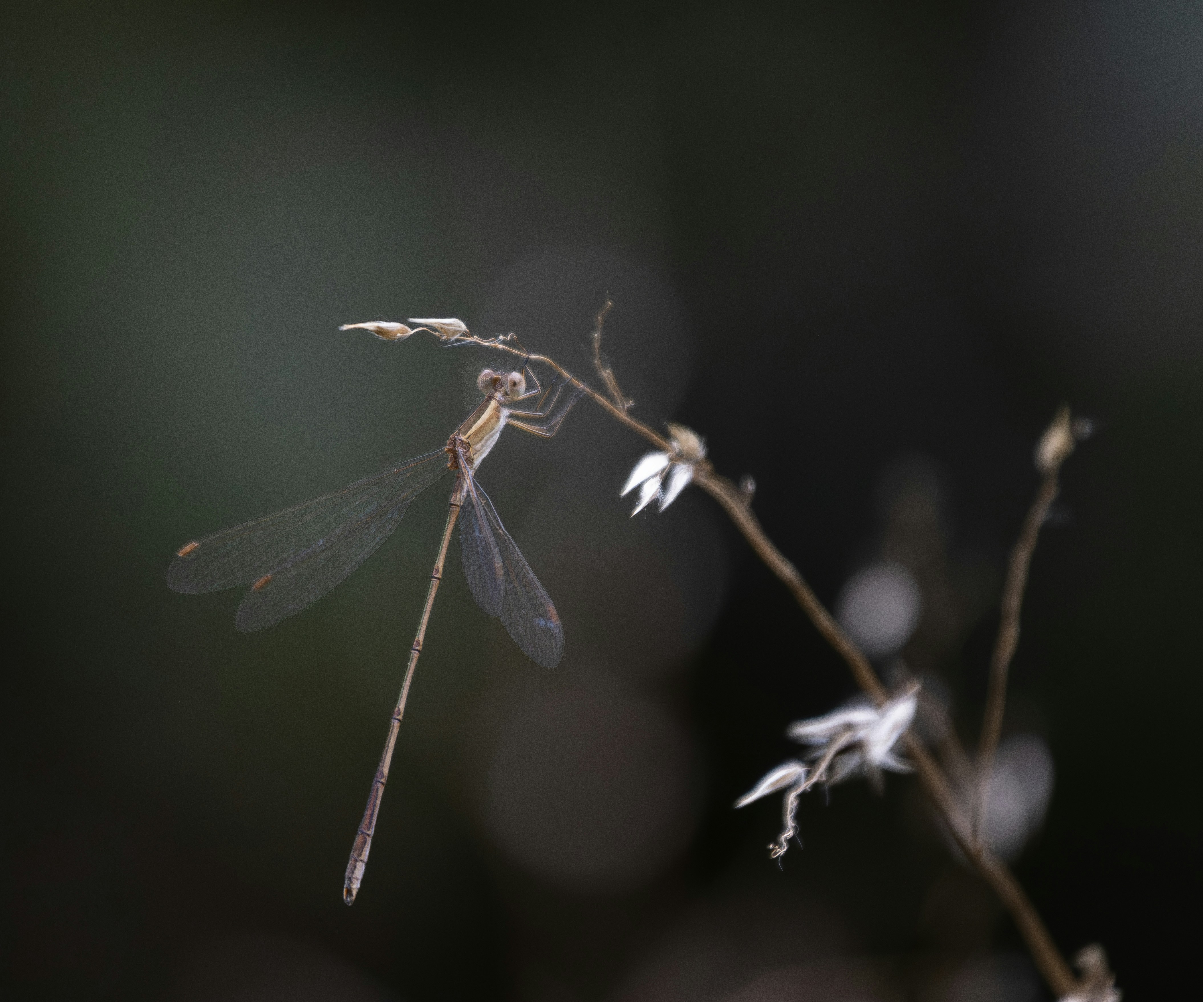 A delicate damselfly rests on a thin branch.