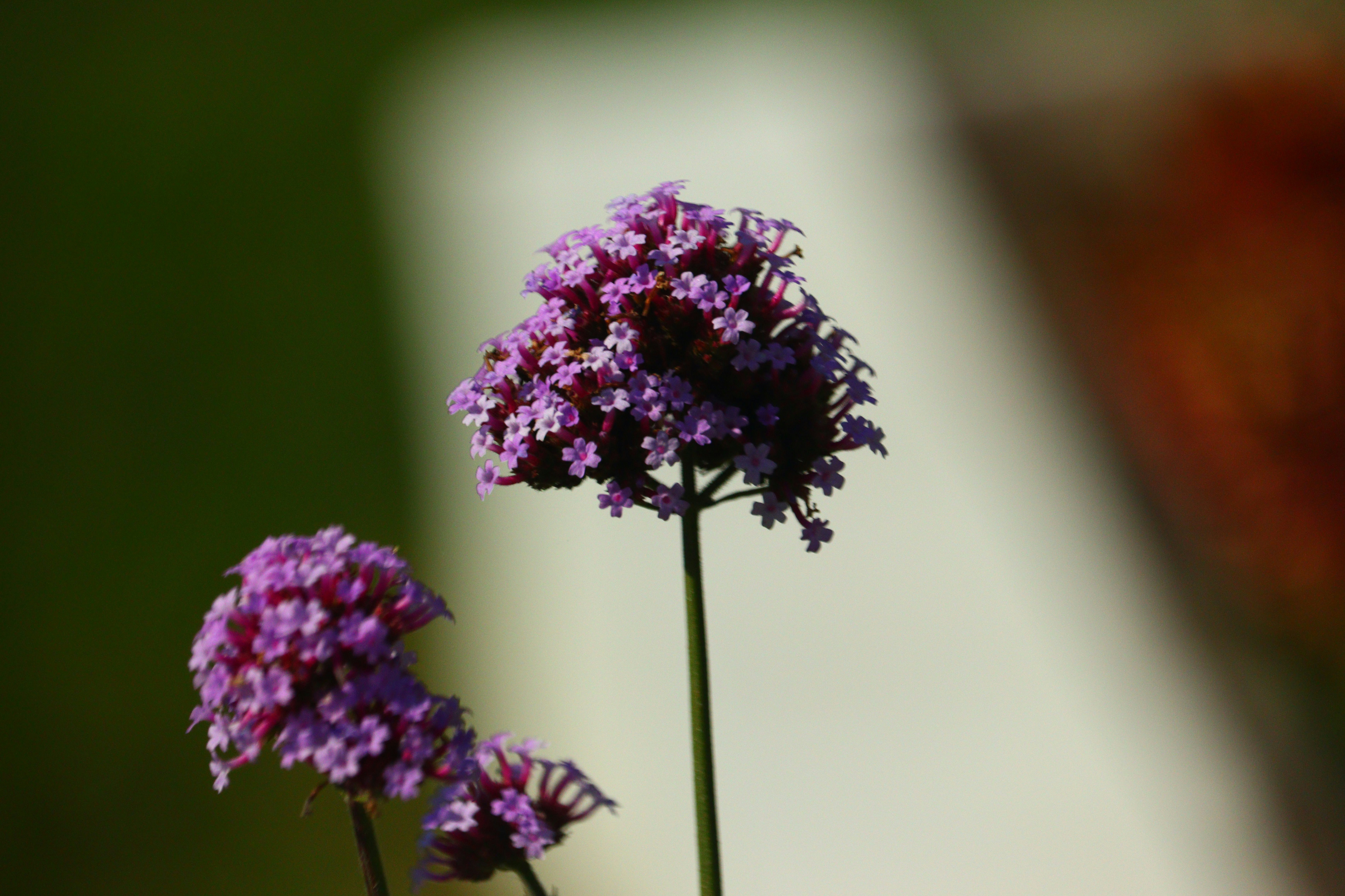 Close-up of purple verbena flowers in sunlight