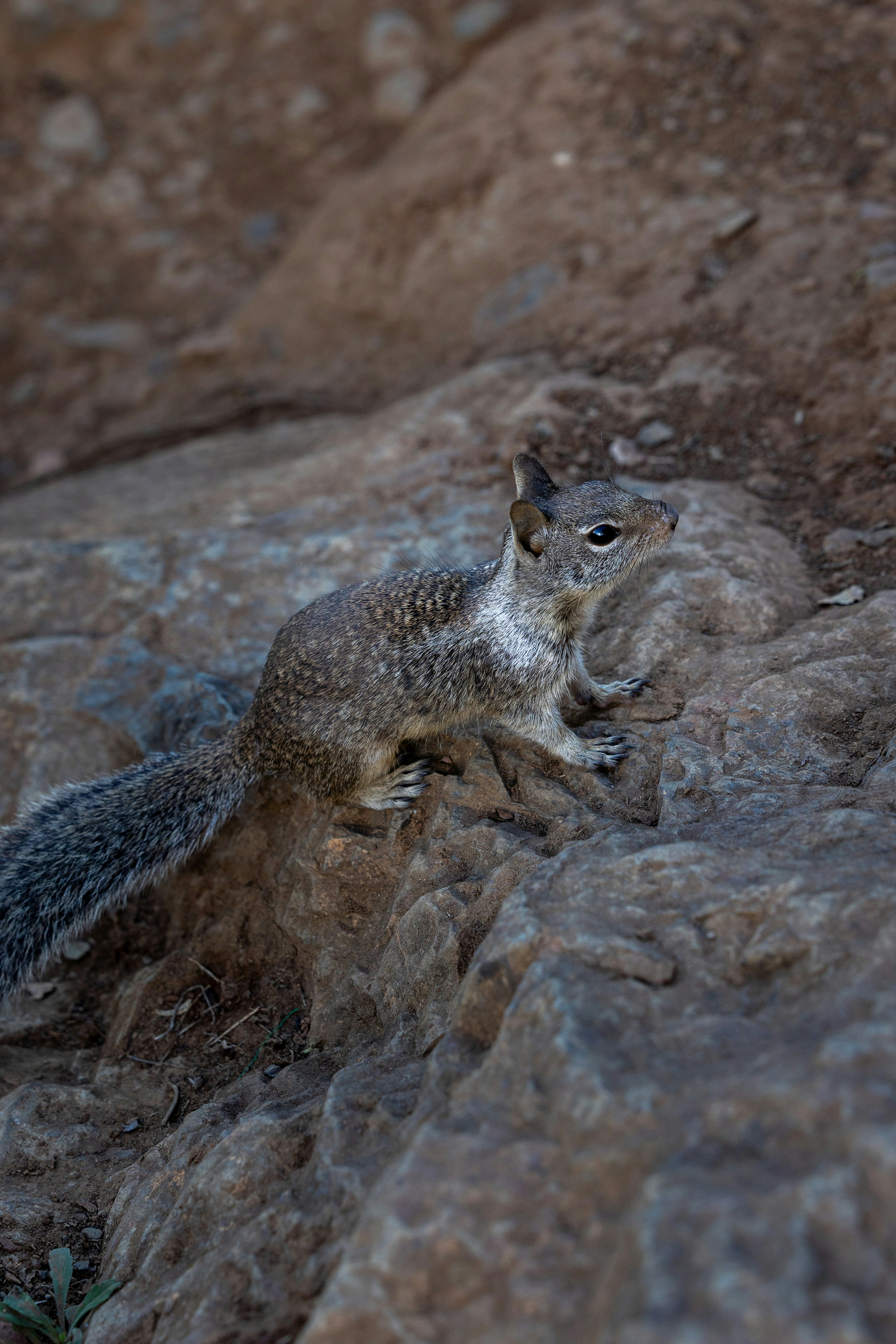 Squirrel navigating rocky terrain, showcasing its agility and curiosity. The natural setting highlights the creature's adaptability.