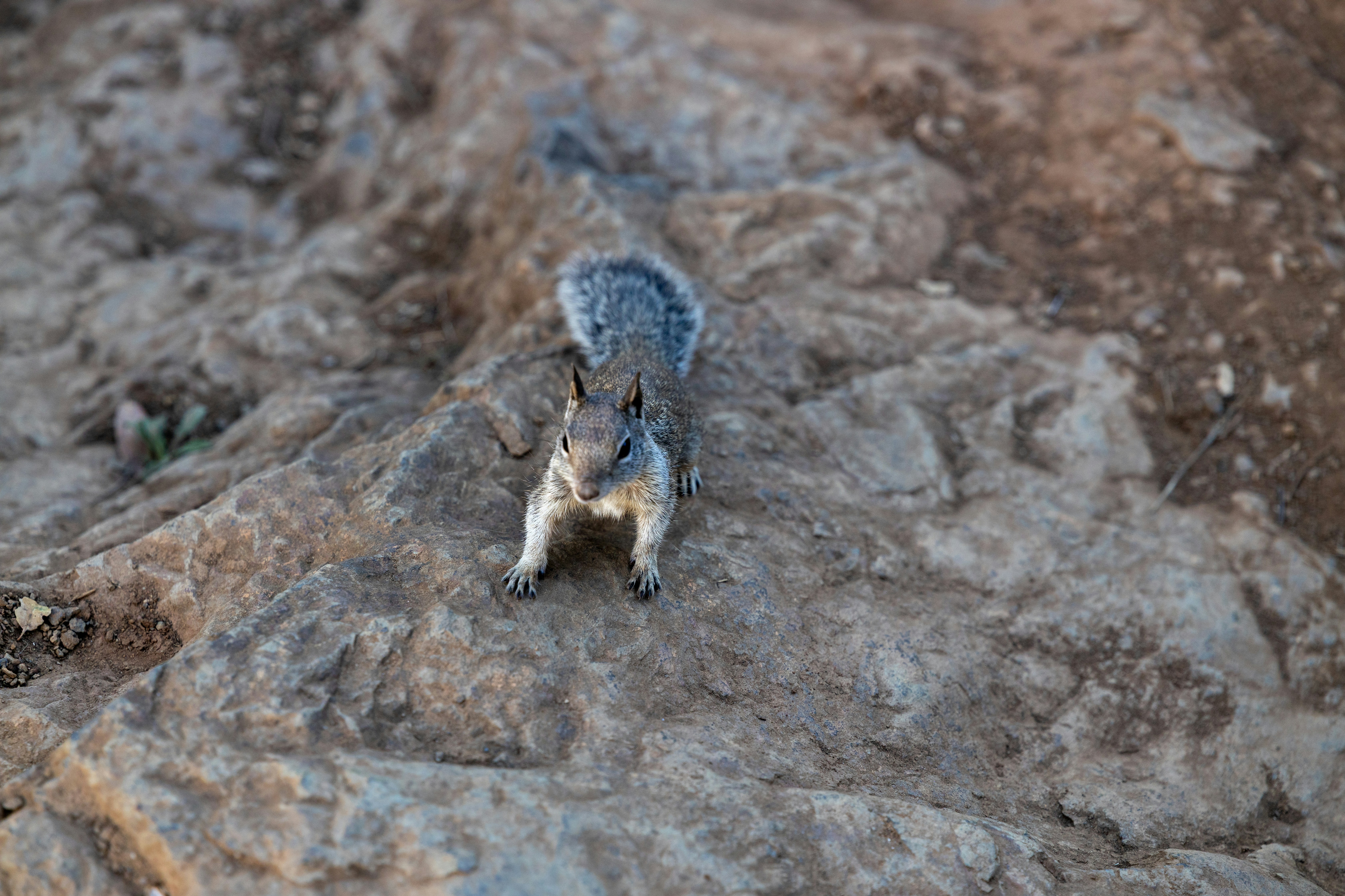 Nature's Watcher: The Curious Squirrel