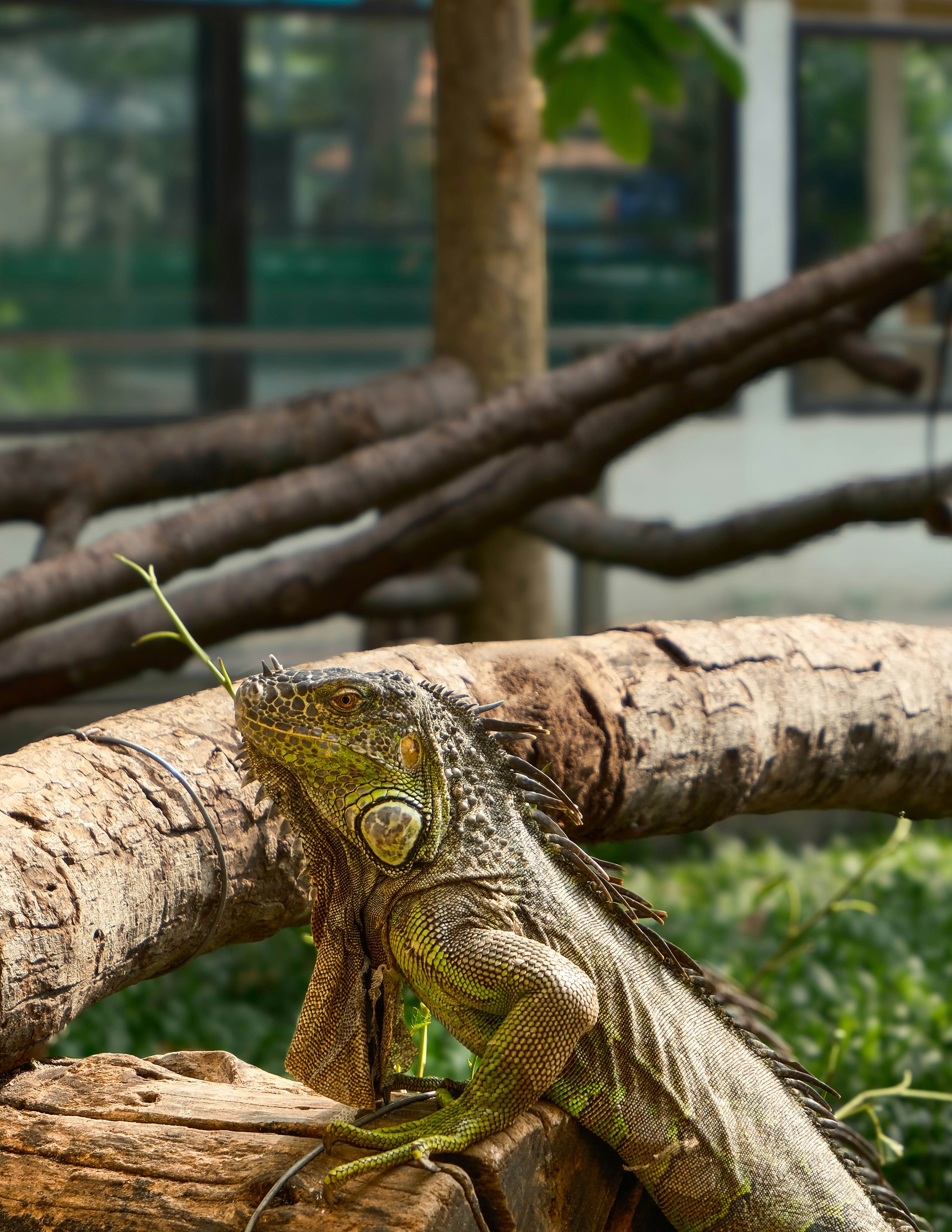 Green iguana resting on a tree branch