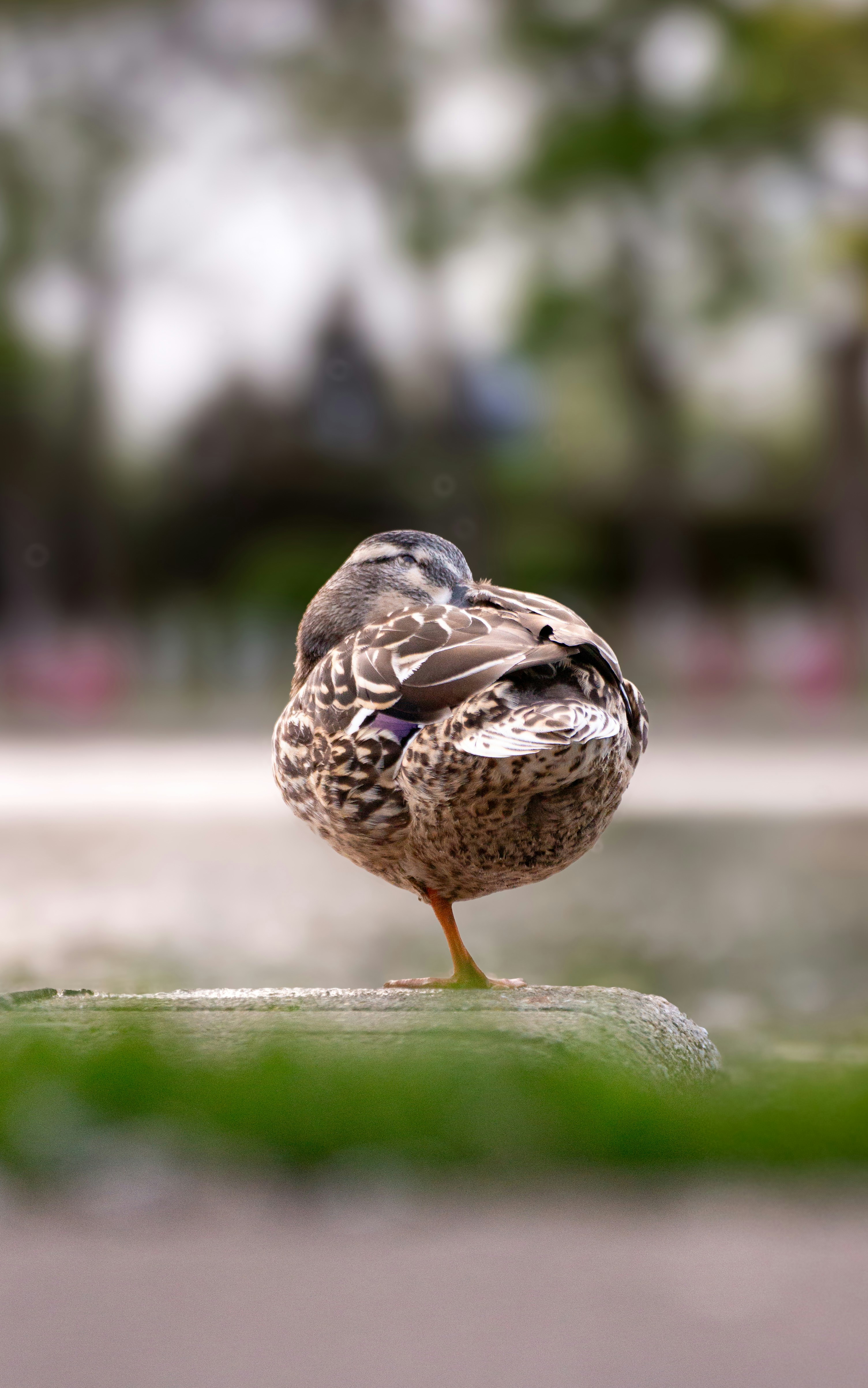 A Moment of Serenity: The Resting Duck