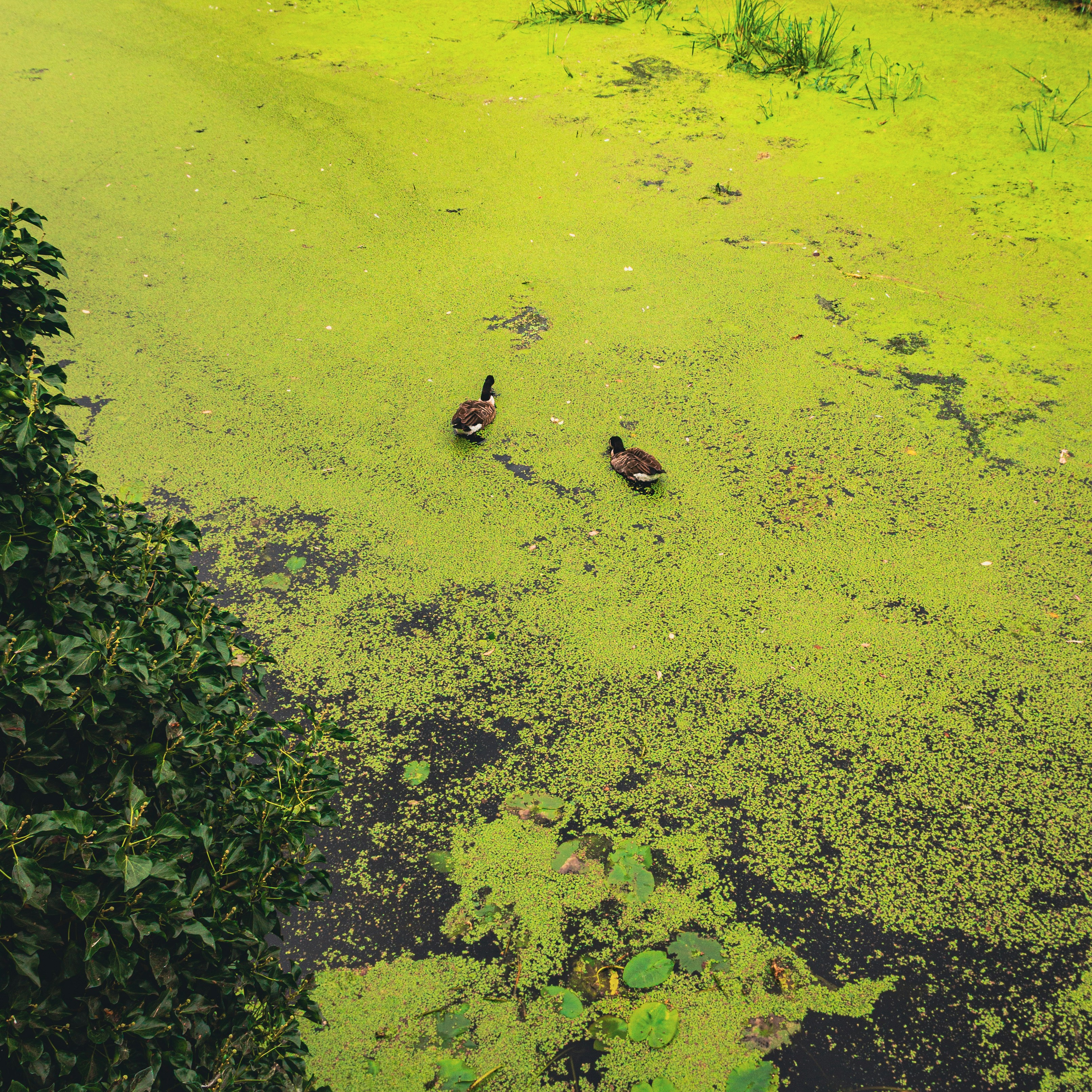 Ducks Amidst the Green Veil