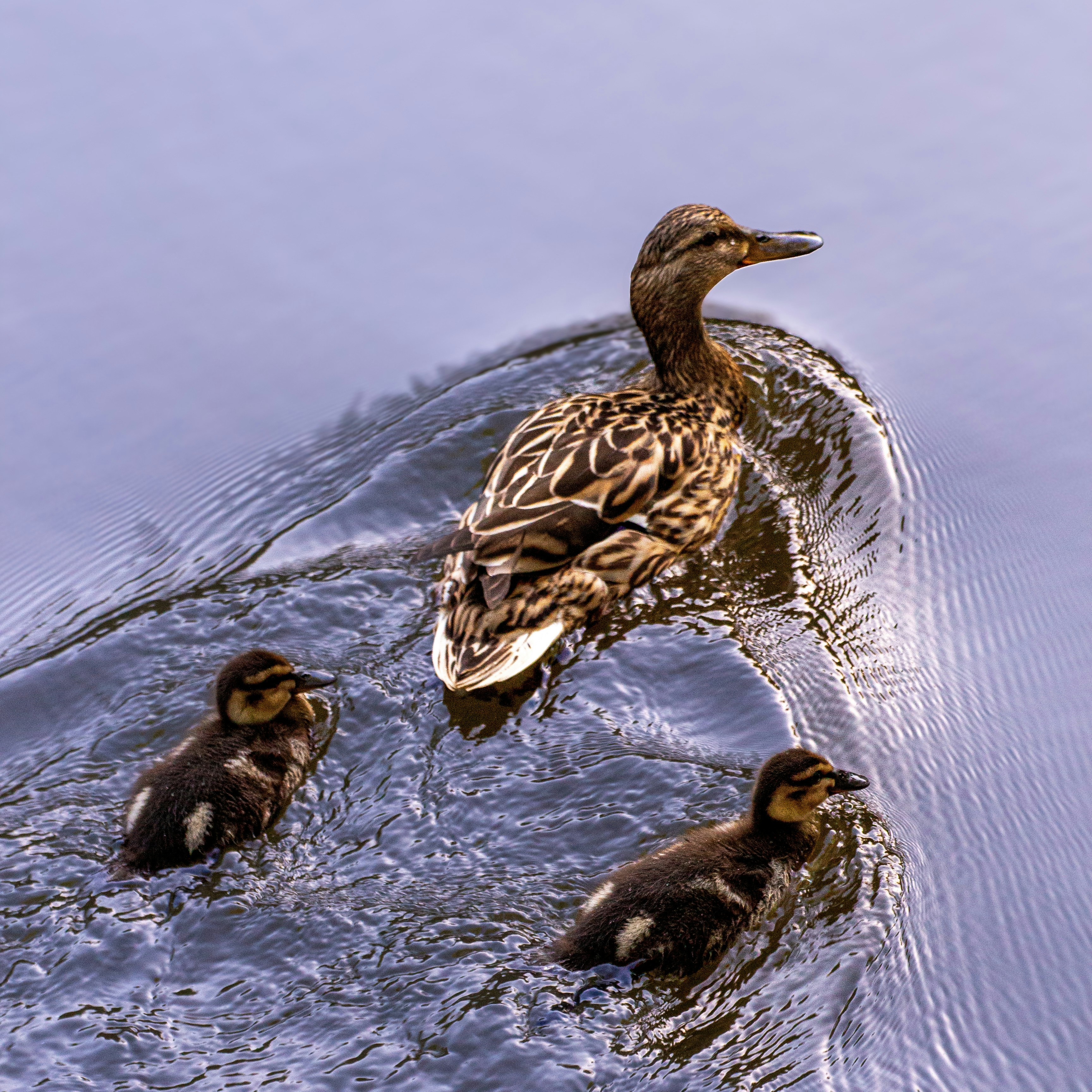Gentle Ripples of Family Bonding