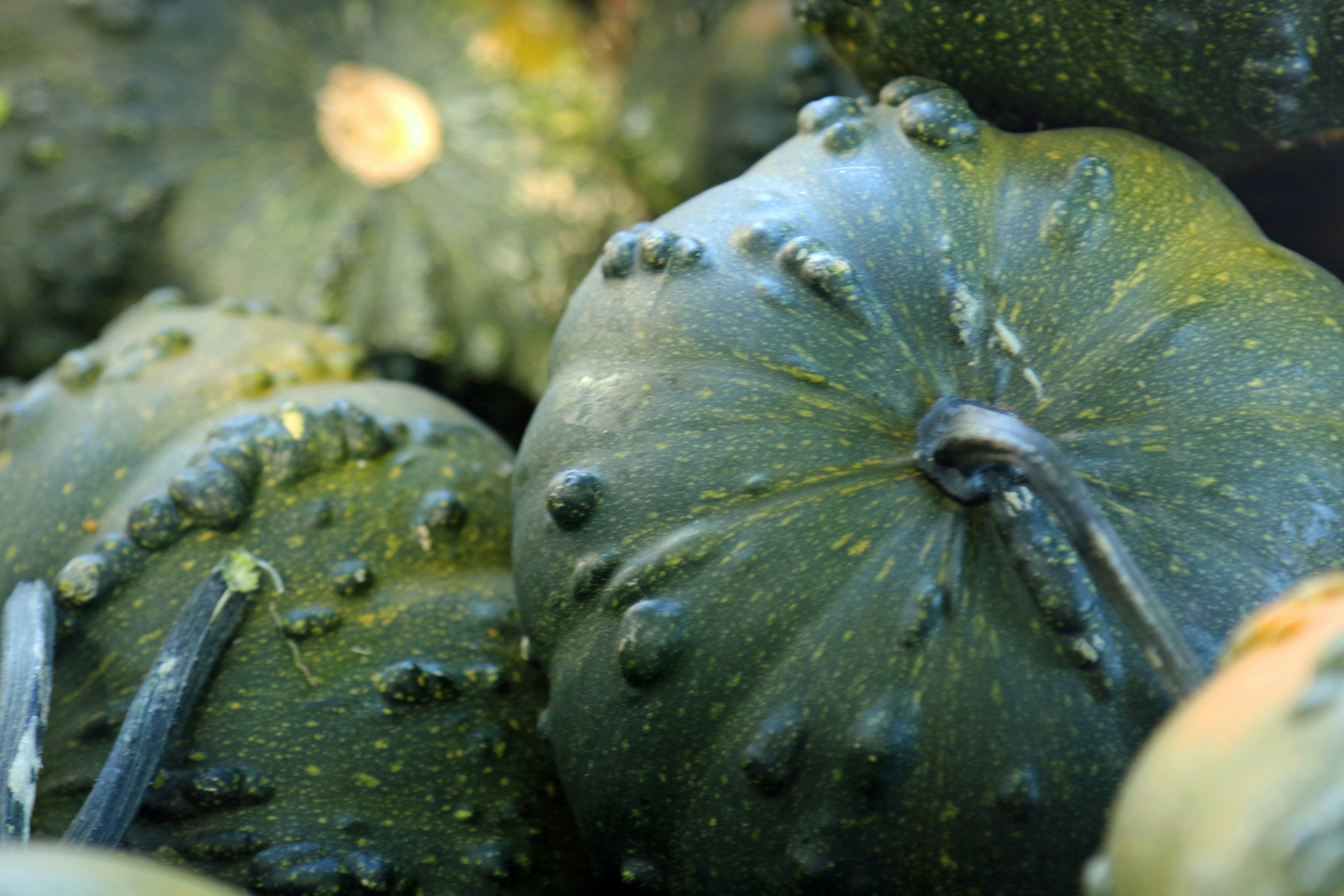 Dew-kissed Green Gourds: Close-Up of Textured Harvest
