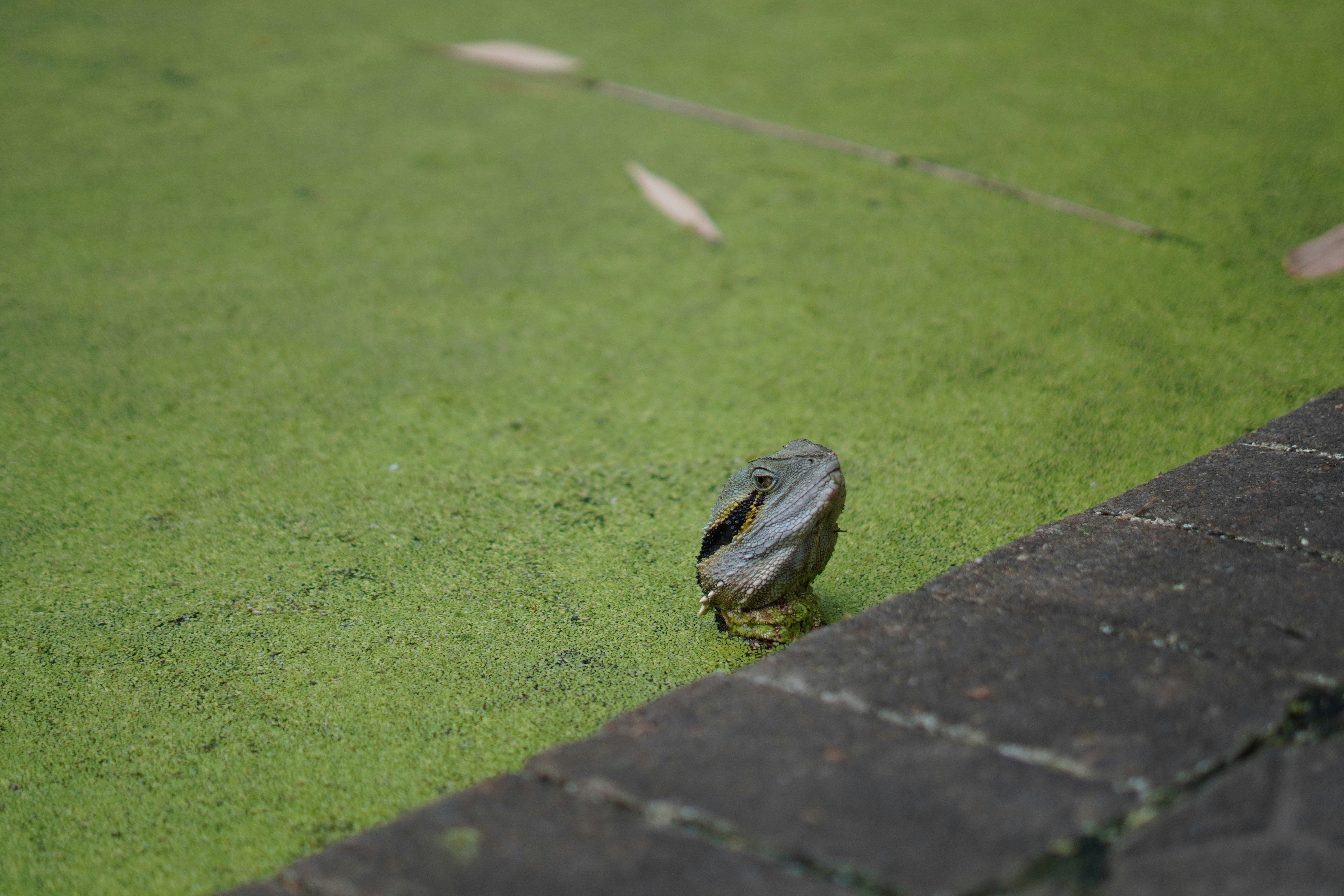 lizard in a pond | A small frog peeking out of green pond water