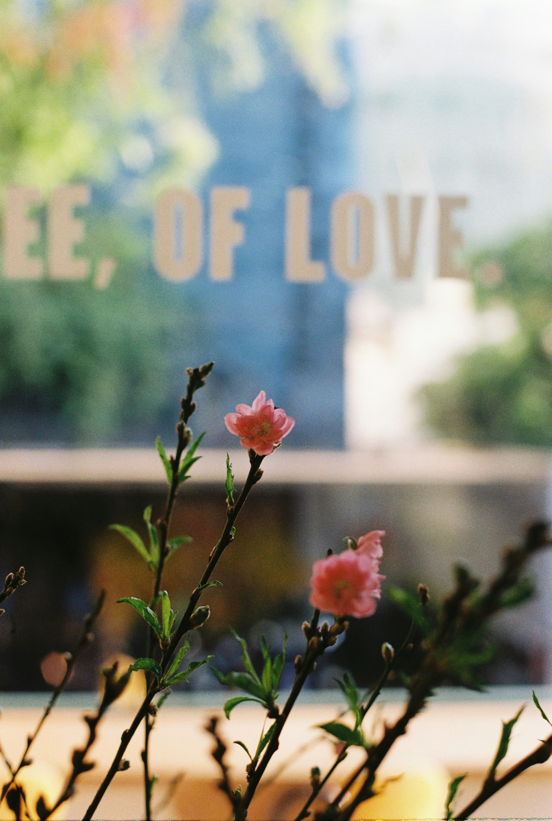 Delicate pink blossoms framed by green foliage, softly blurred against a backdrop of words that evoke emotion.