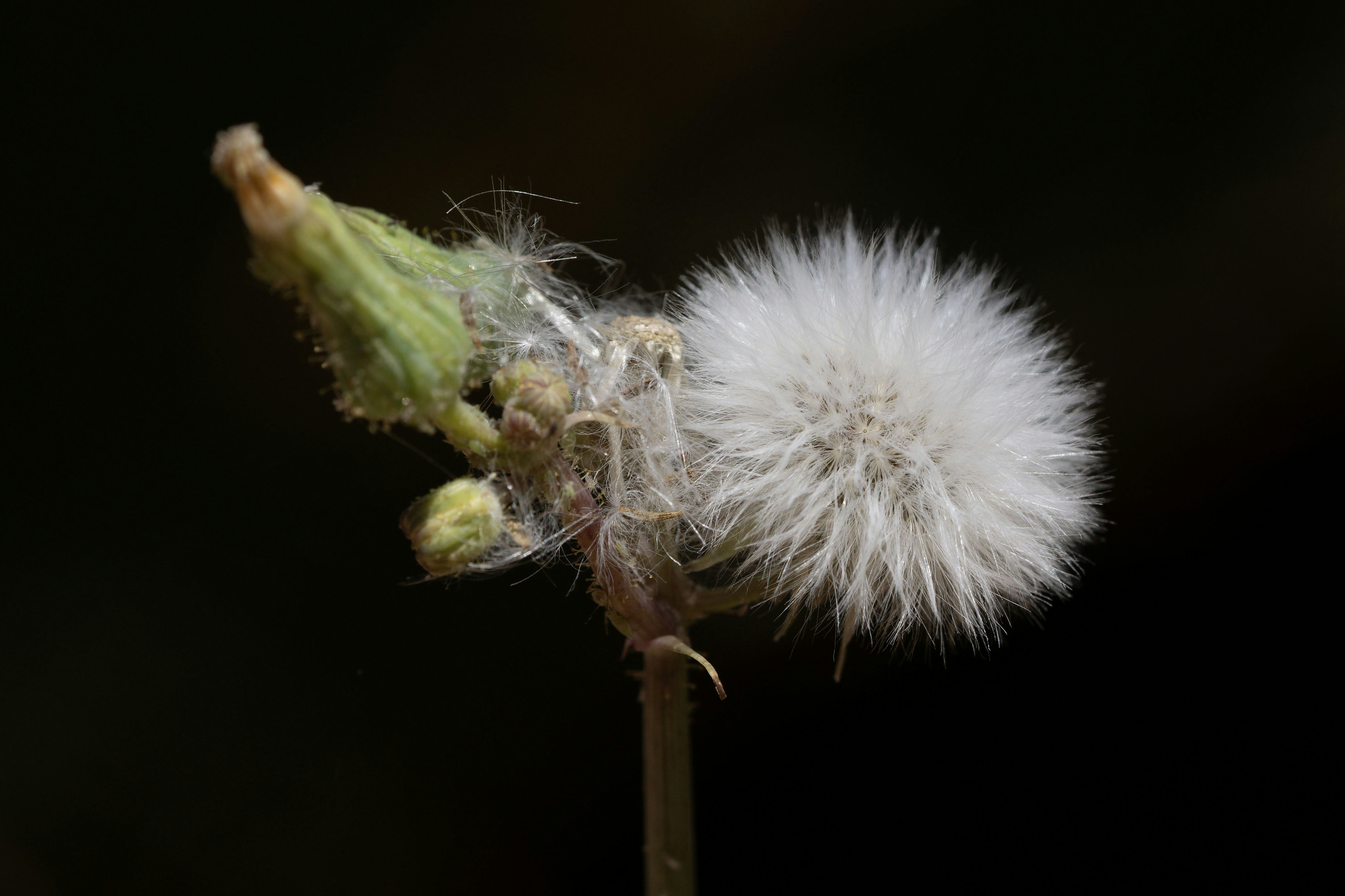 A fluffy white dandelion seed head on a dark background