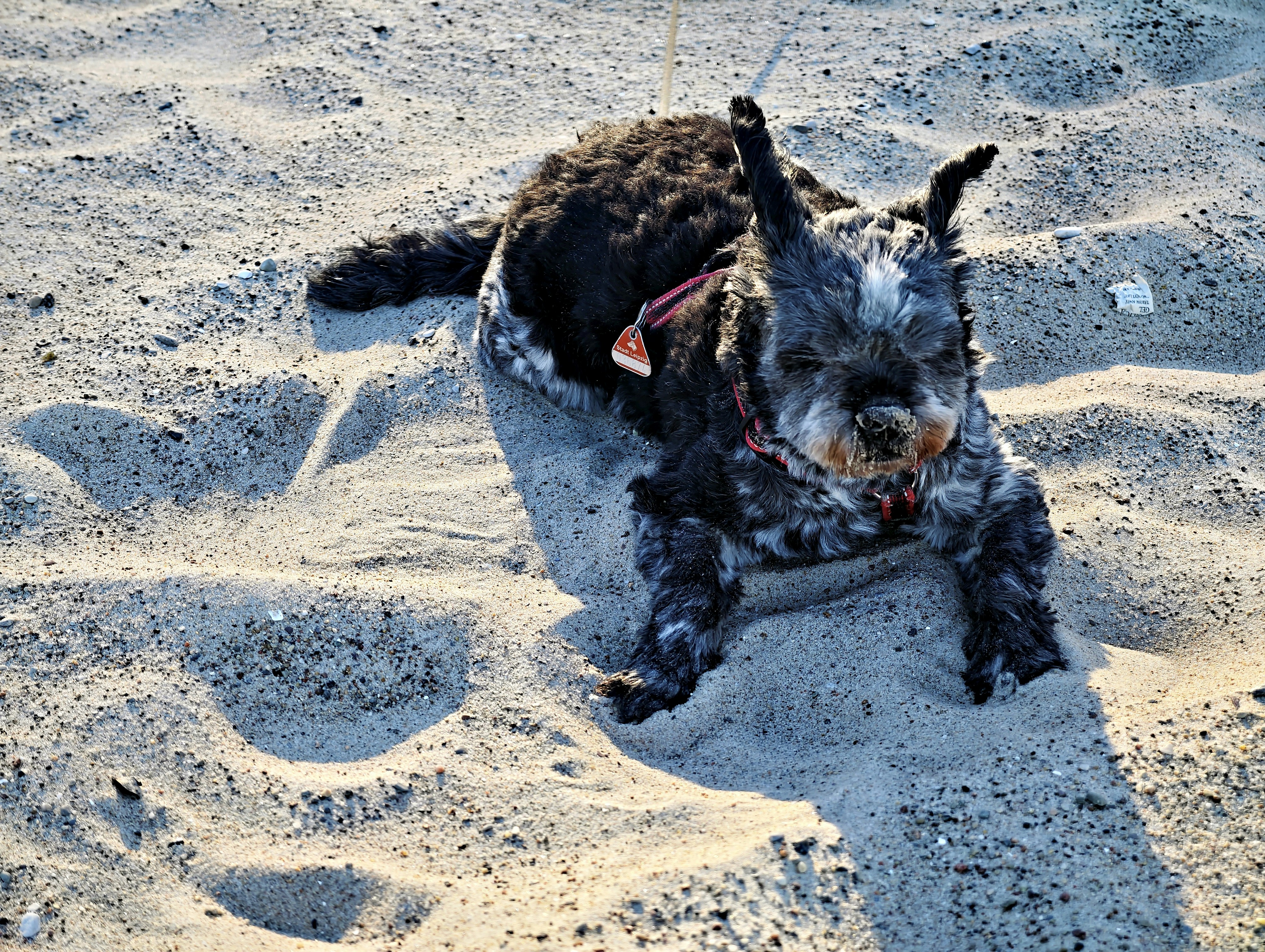 A scruffy black dog lies on the sand.