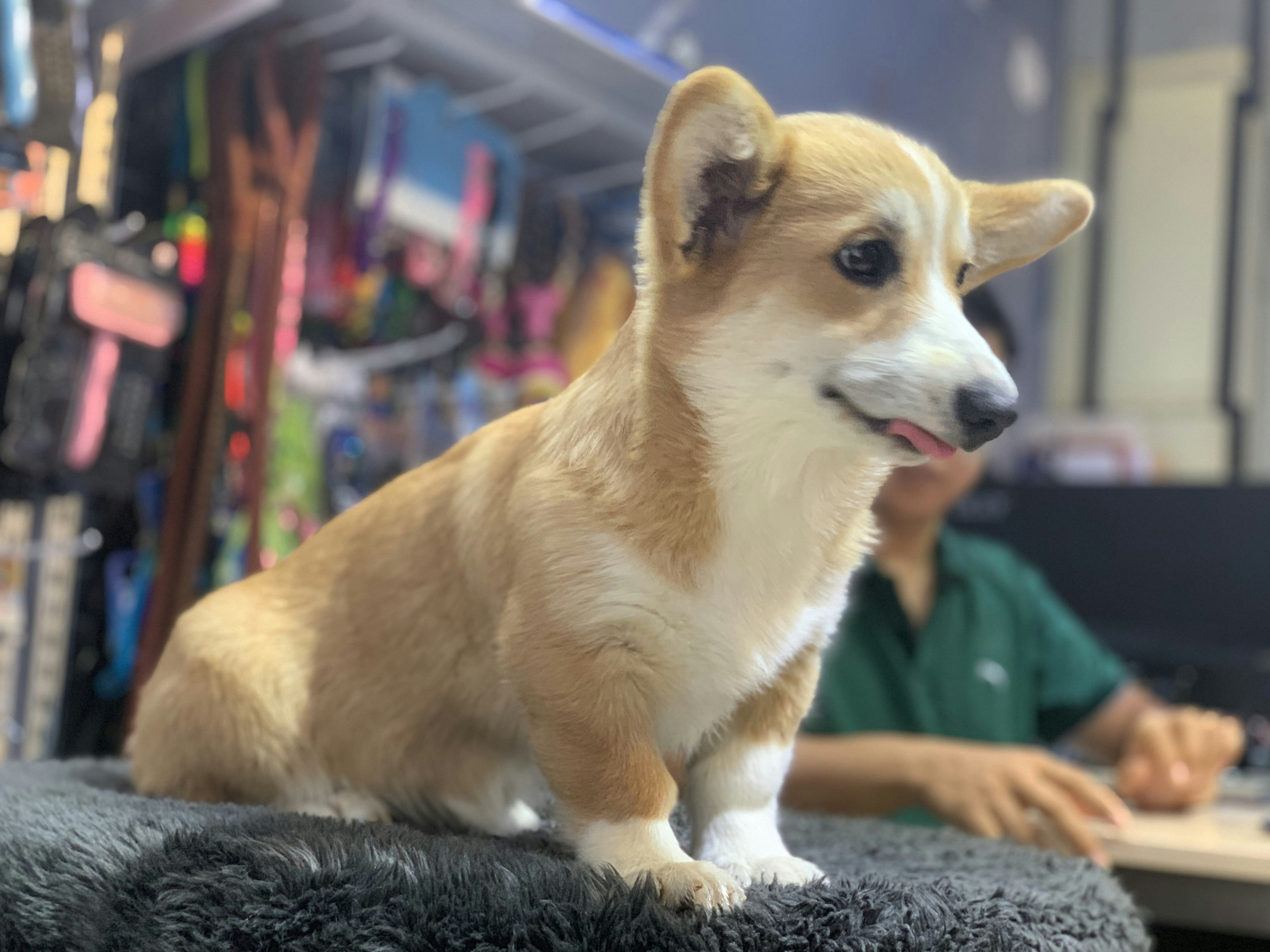 Curious Corgi Pauses at a Market Stall Amid Colorful Trinkets