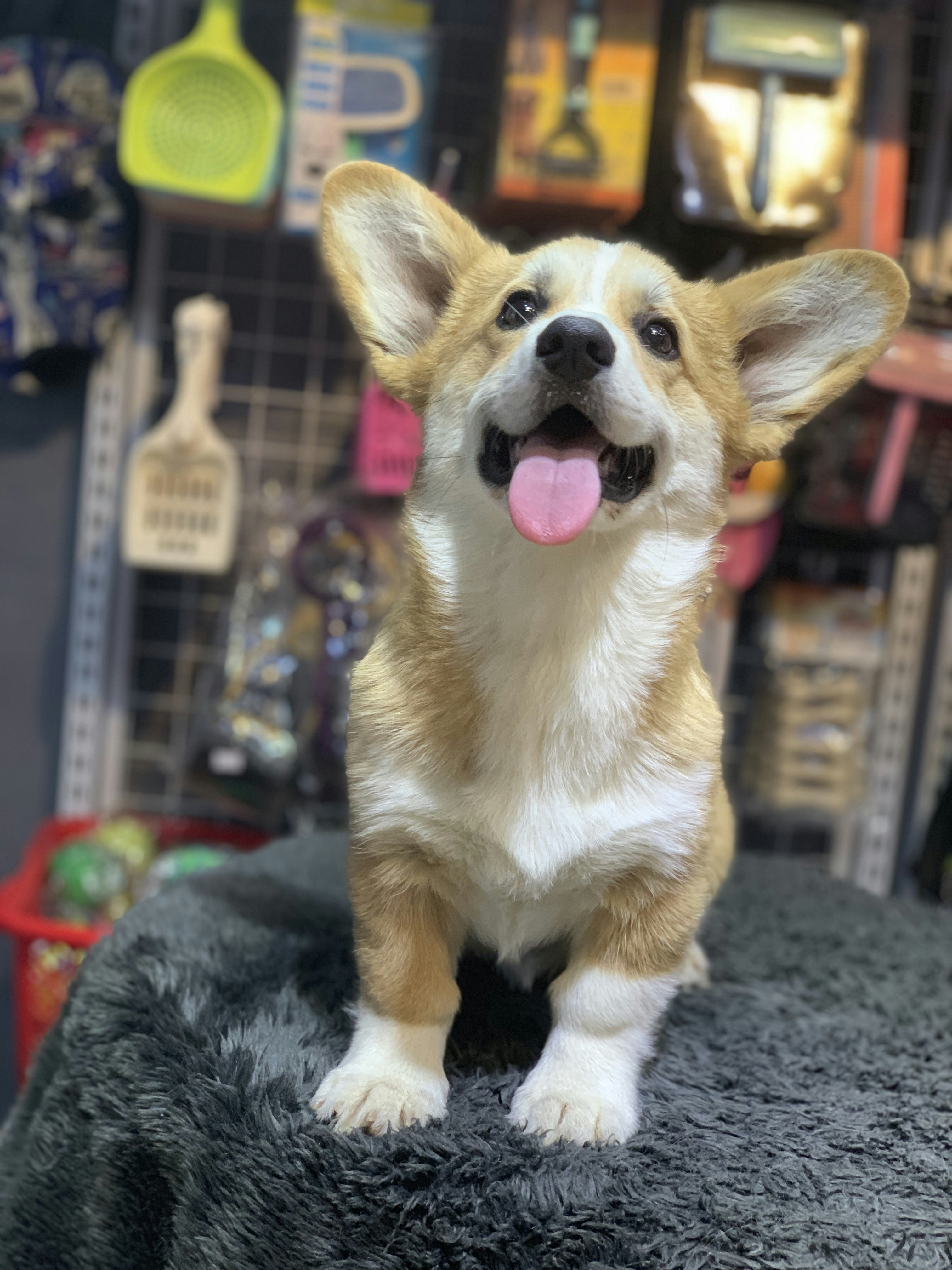 Cham Pets Family (@champetsfamily) | Unsplashフォトコミュニティ