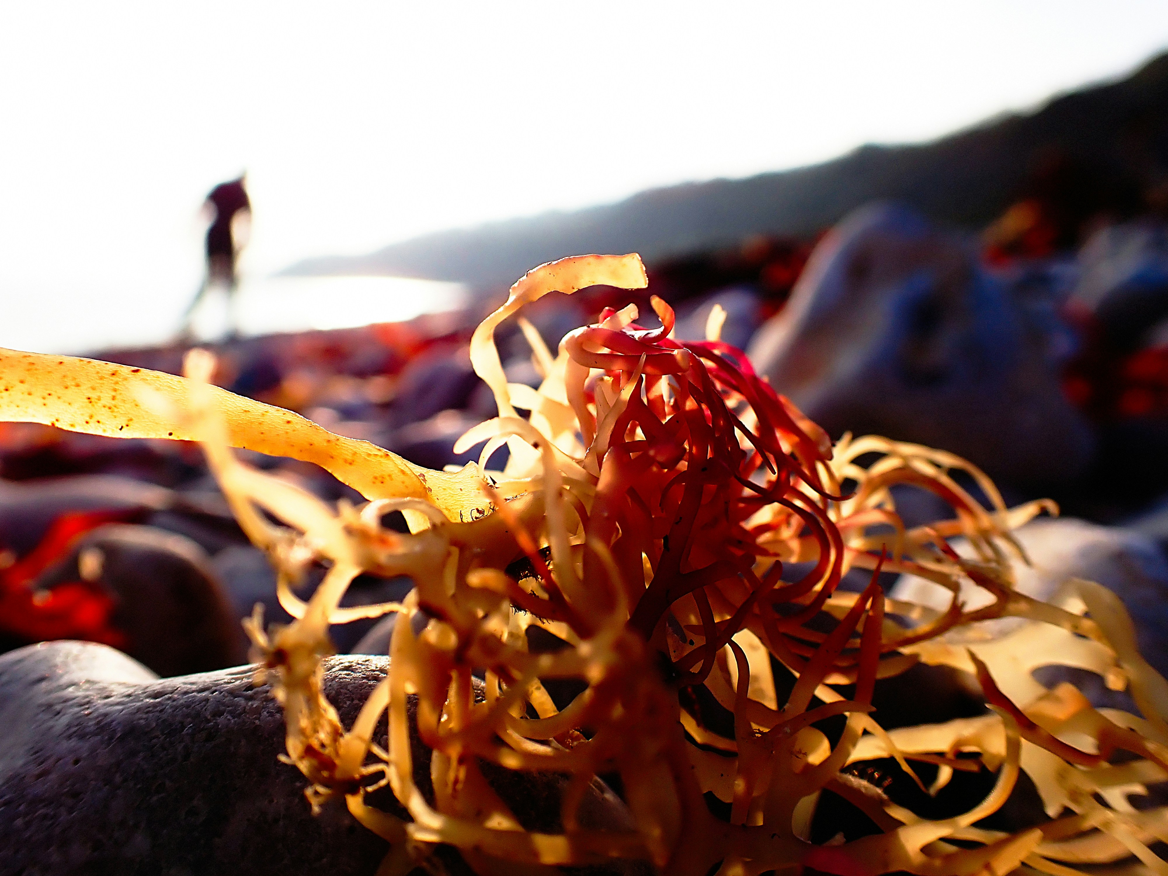 Seaweed on a rocky beach with a person in background