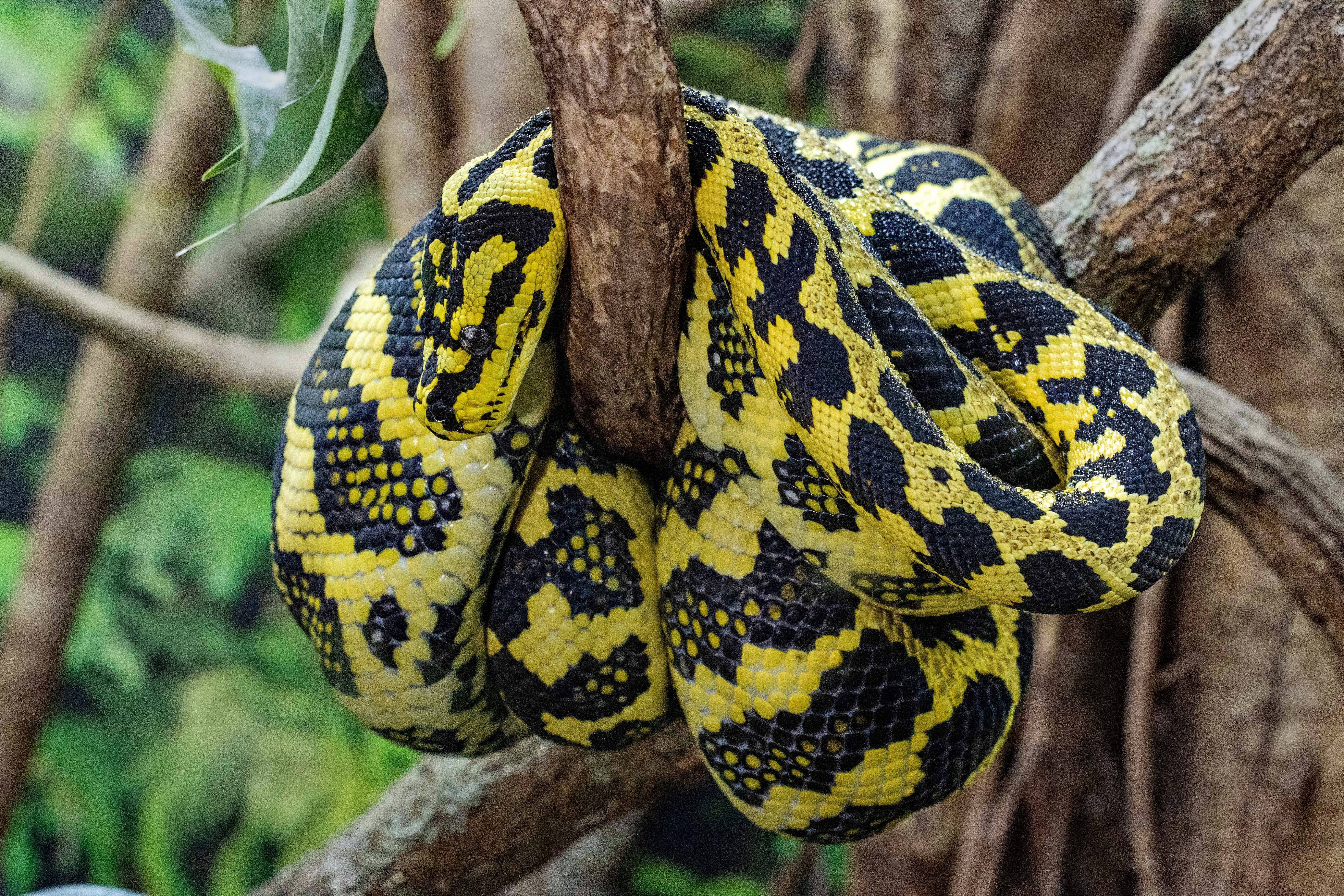 A Jungle carpet python, comfortably coiled up. | A yellow and black patterned snake coiled on a branch