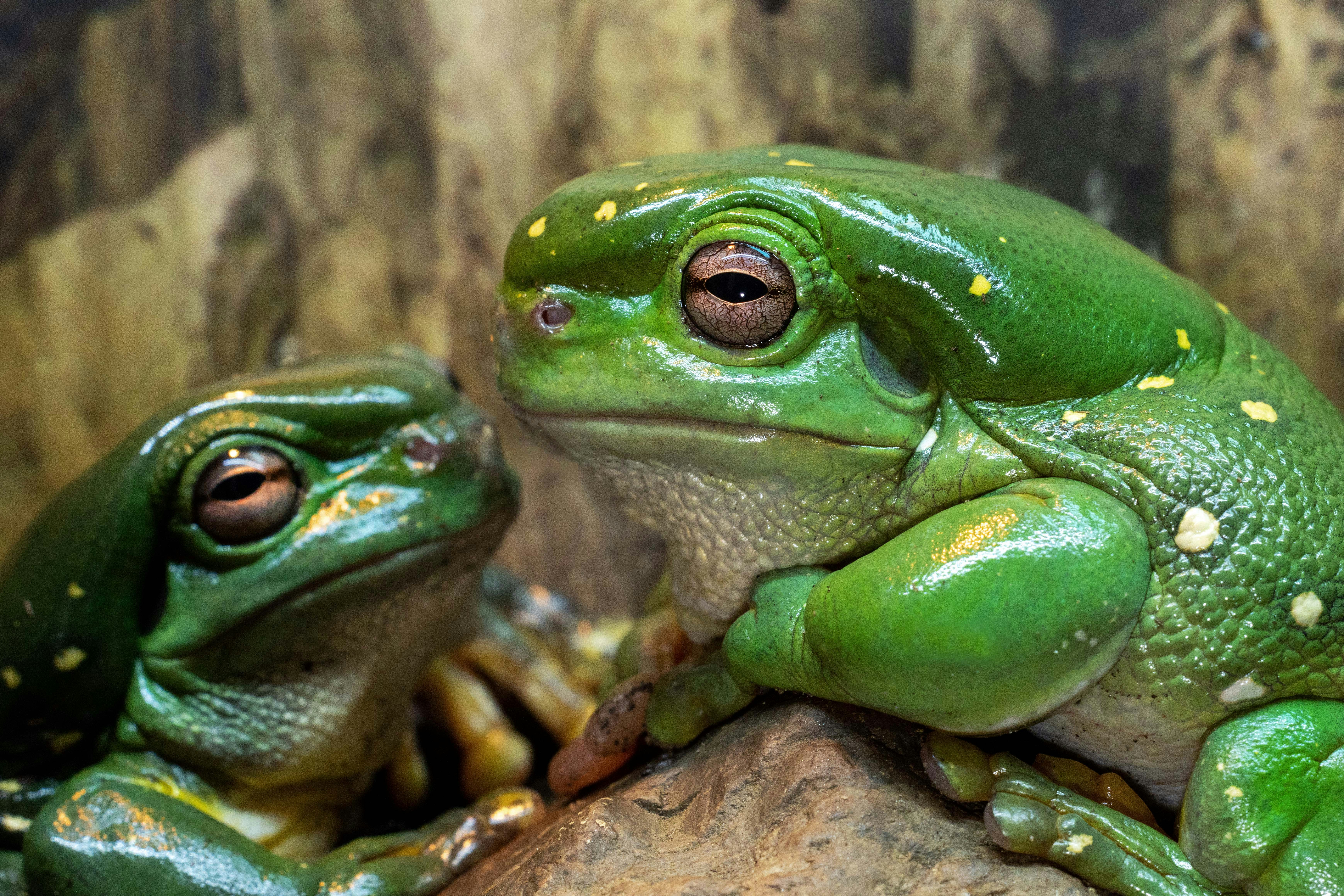 Two vibrant green frogs resting on a textured surface, showcasing their intricate details and colors.