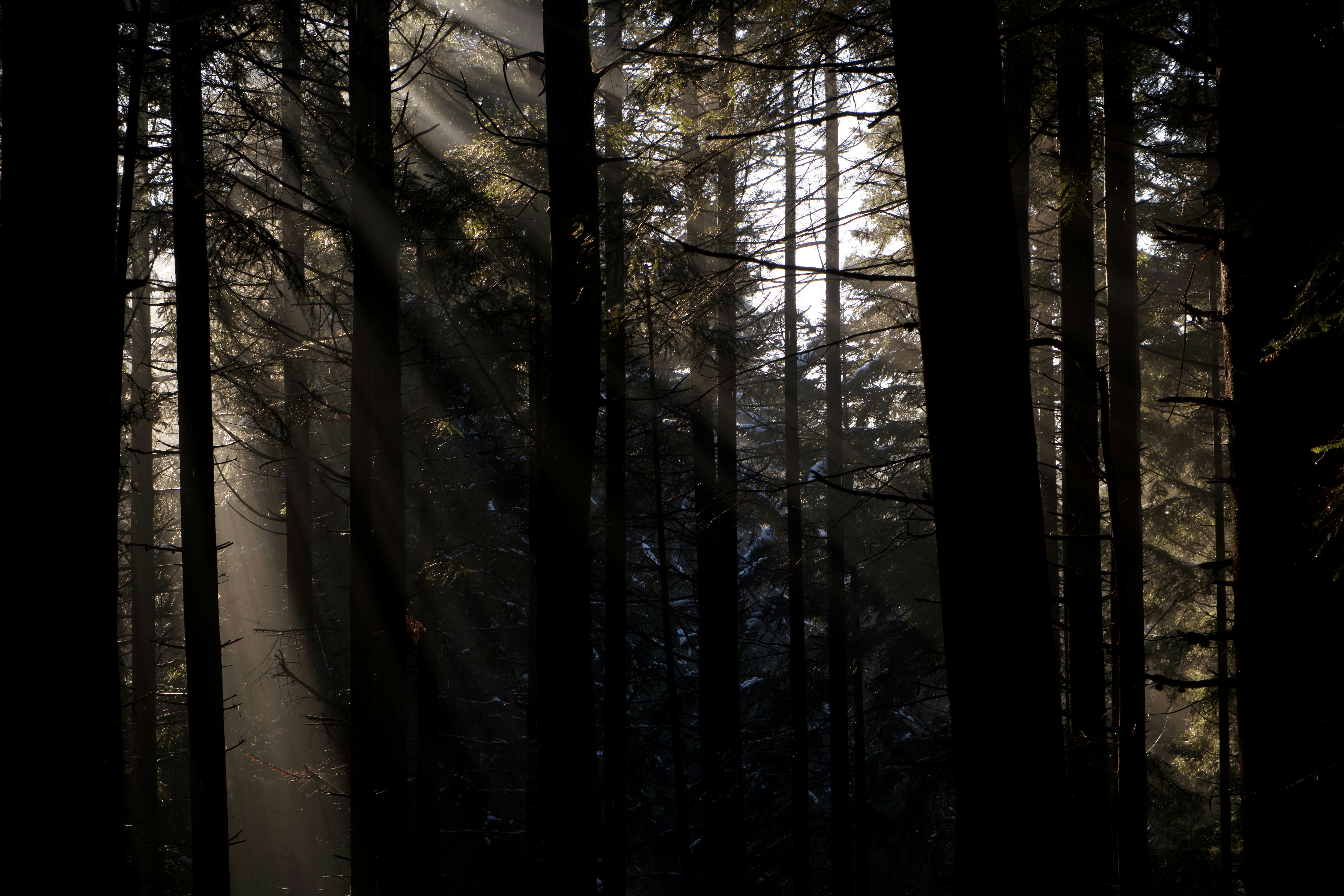 Sunlight streams through a dark, dense forest.
