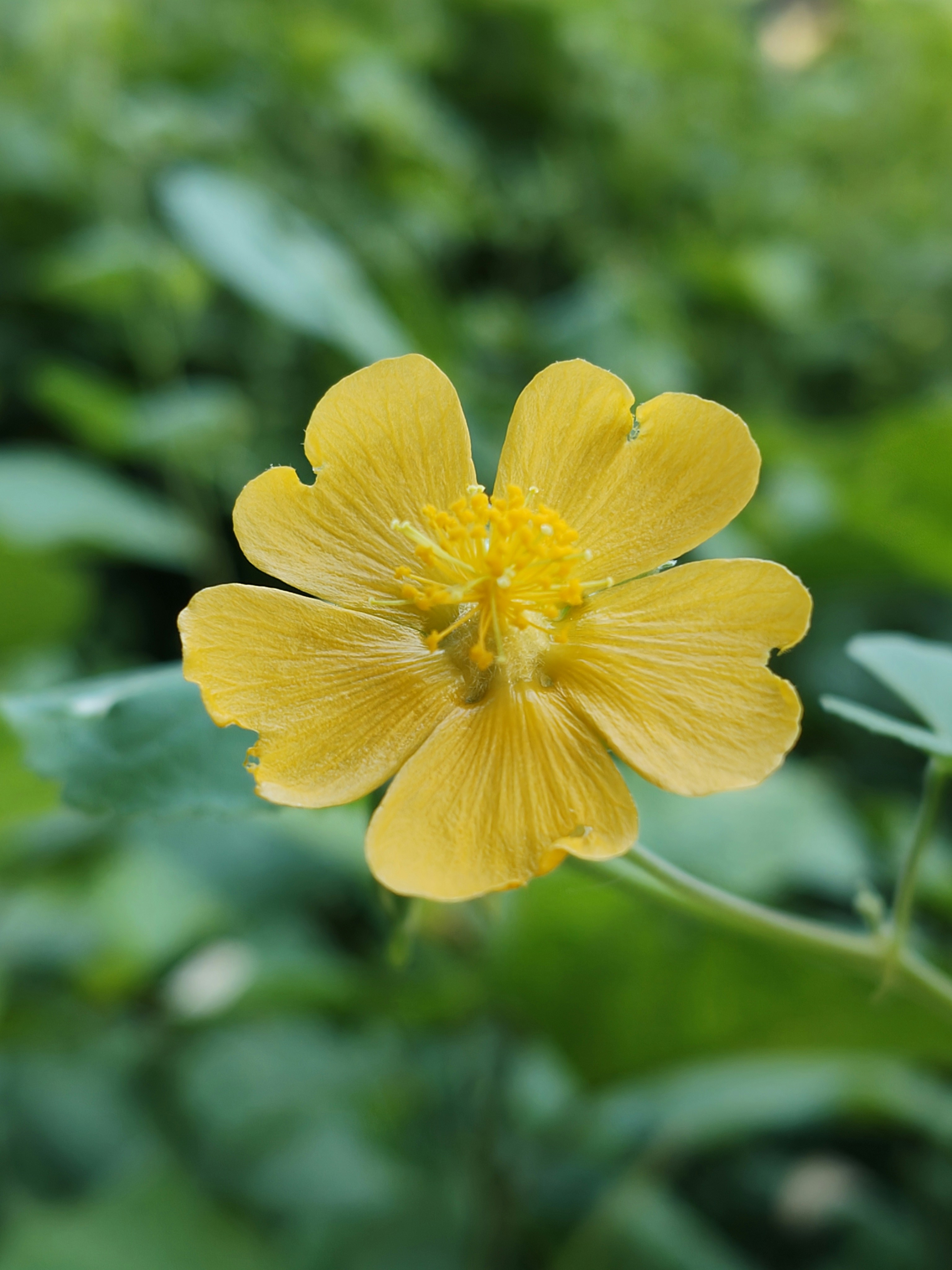 A single yellow flower with green leaves in background.