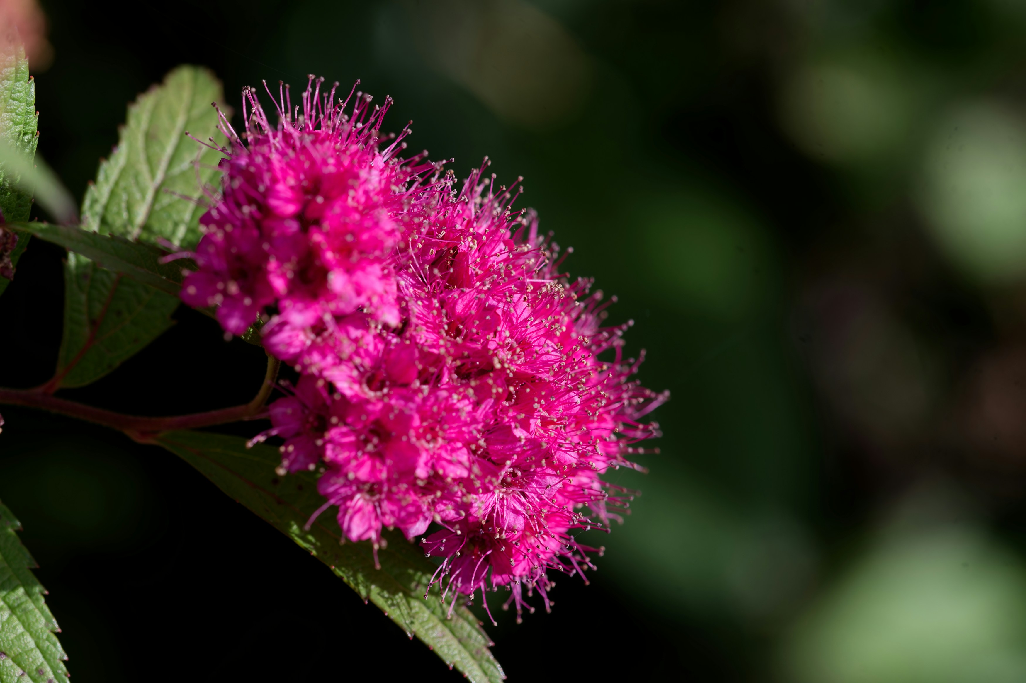 A cluster of vibrant pink flowers with green leaves.