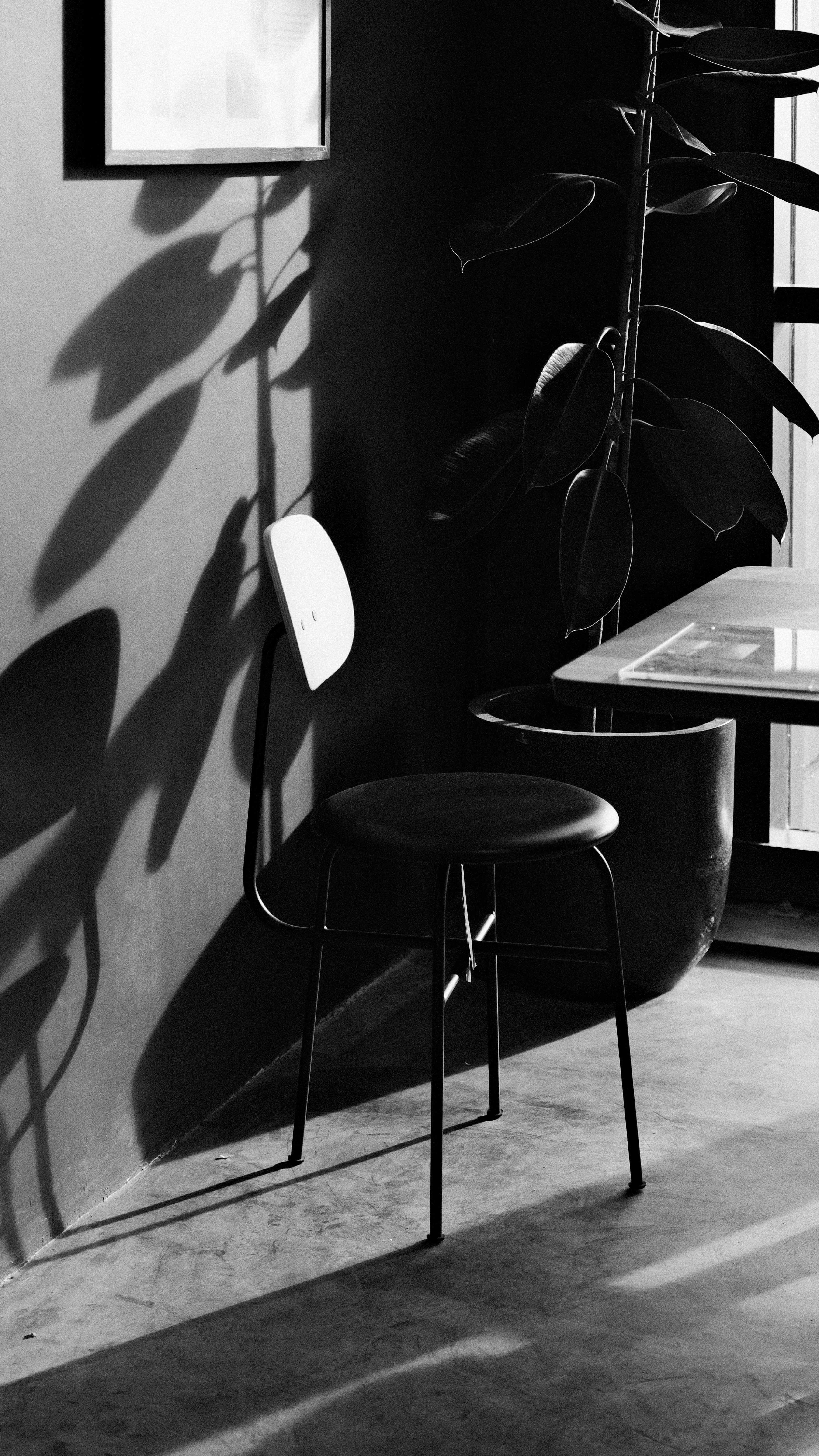 Modern chair with plant and shadows on wall.